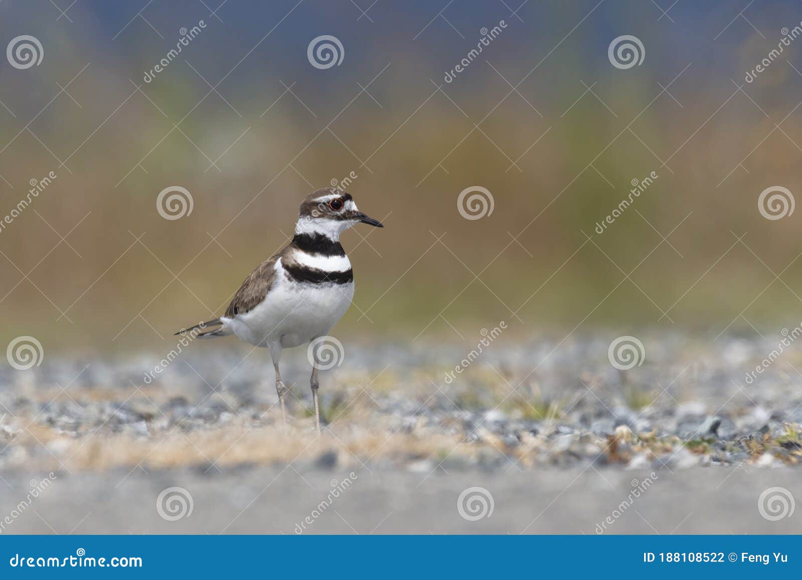 Killdeer plover bird stock photo. Image of killdeer - 188108522
