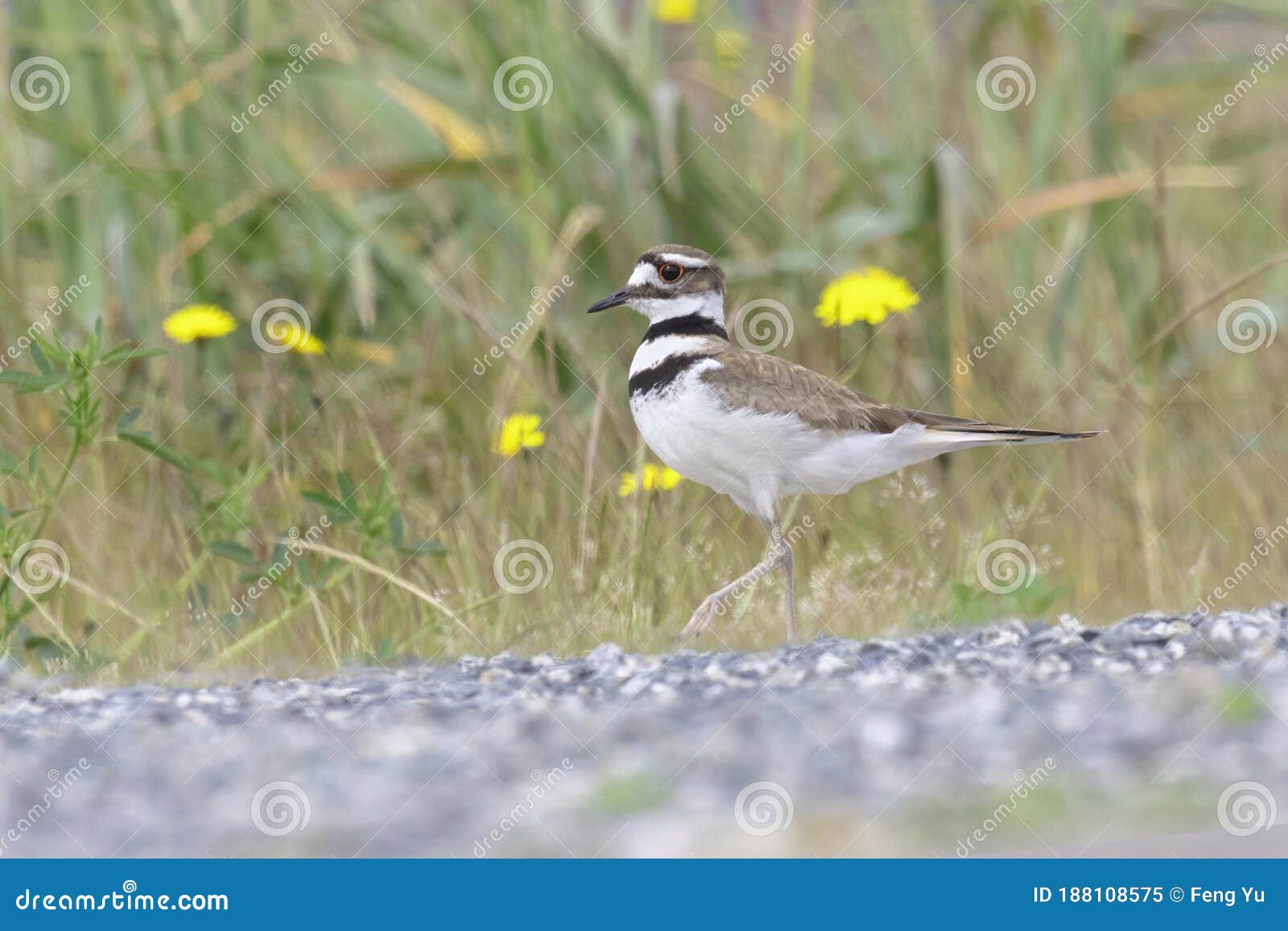 Killdeer plover bird stock image. Image of plover, vancouver - 188108575