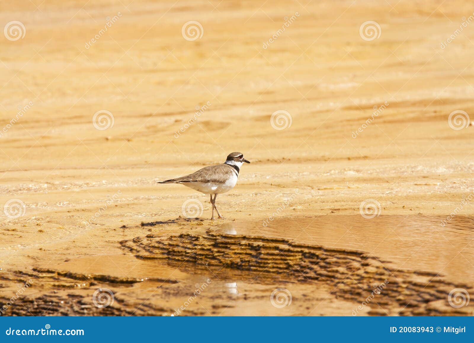 Killdeer Plover Bird in Yellowstone Stock Image - Image of habitat ...