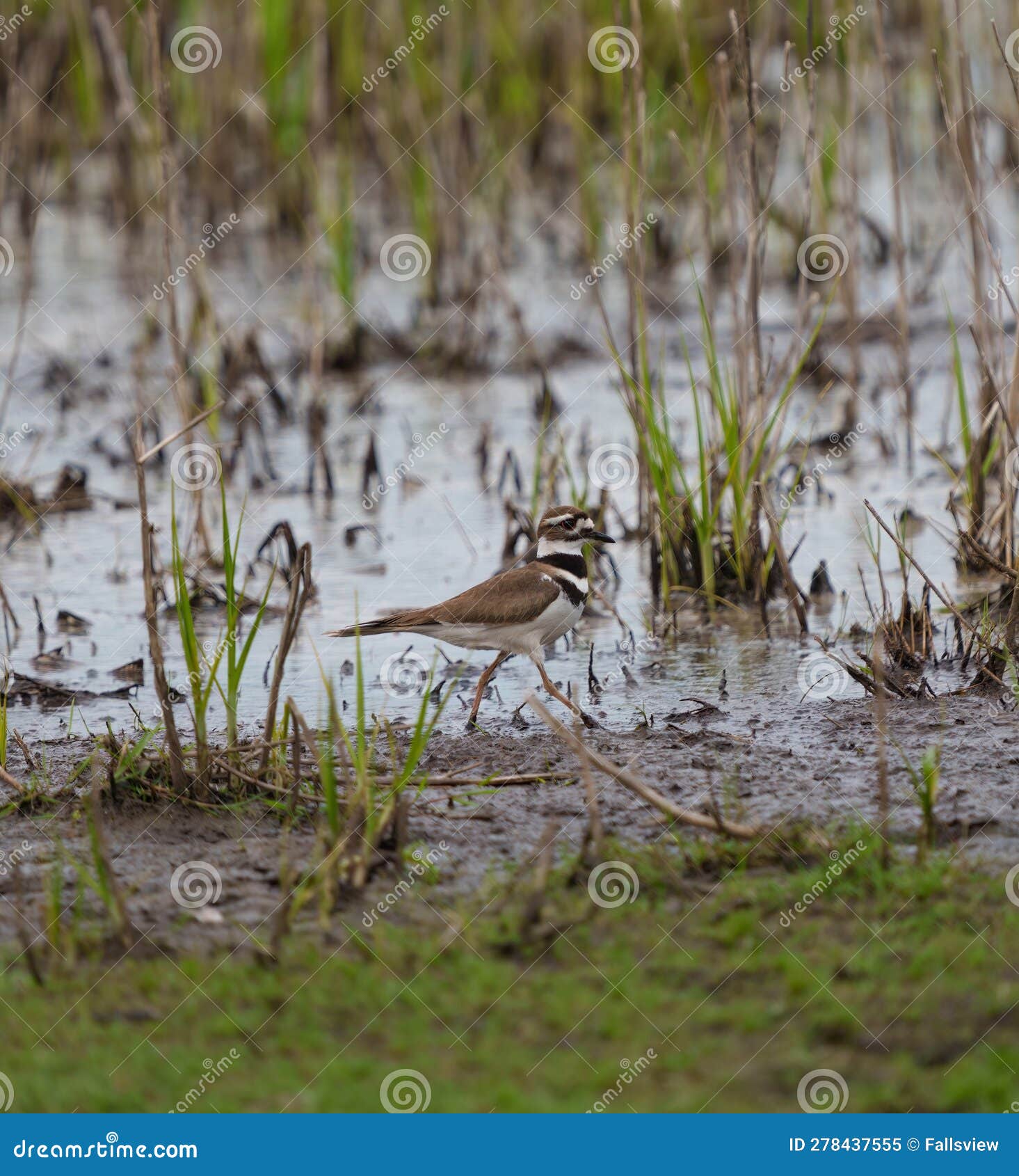 Killdeer Resting at Lakeside Marsh Stock Image - Image of plover, bands ...