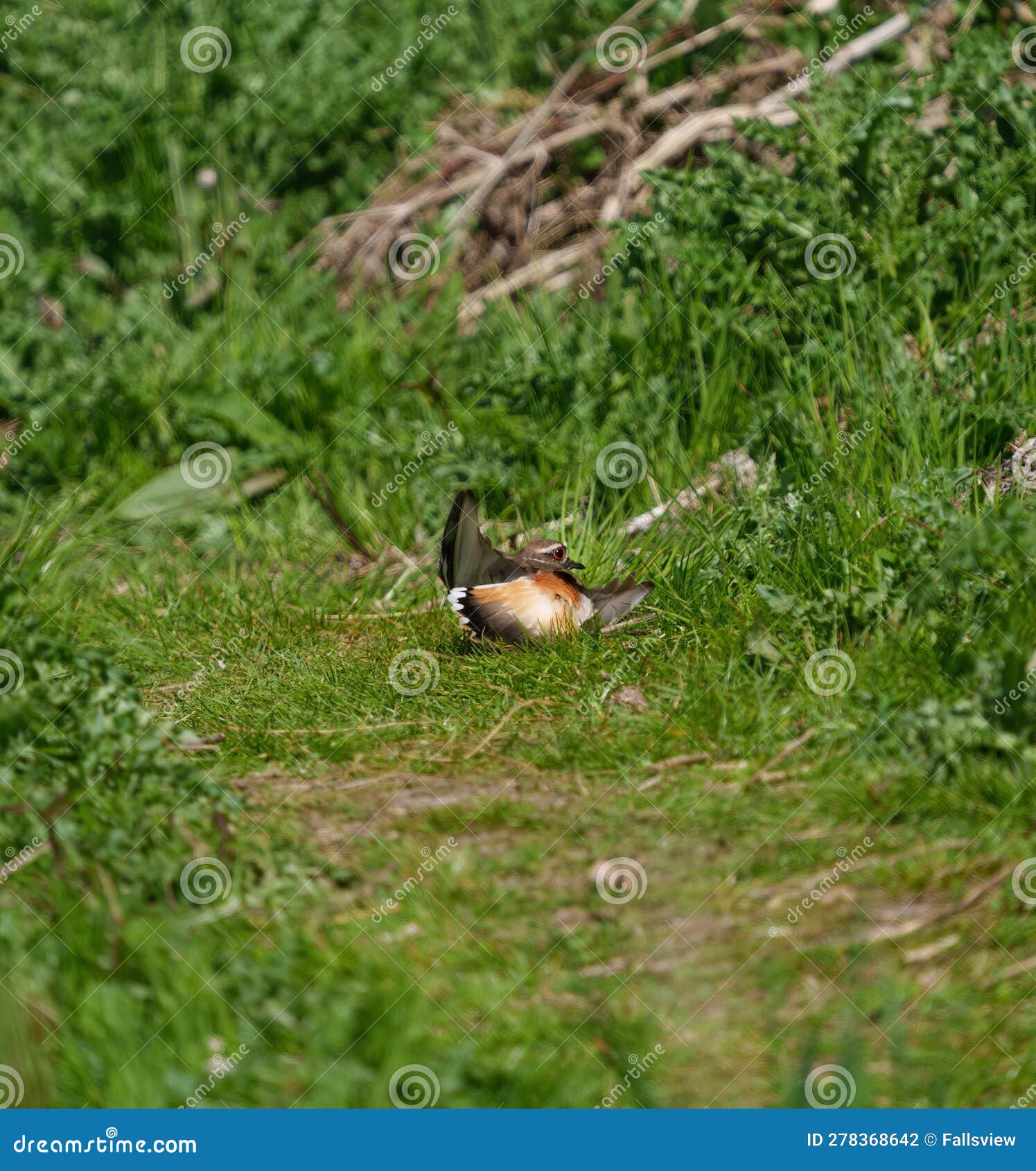 Killdeer Resting at Lakeside Marsh Stock Photo - Image of predators ...