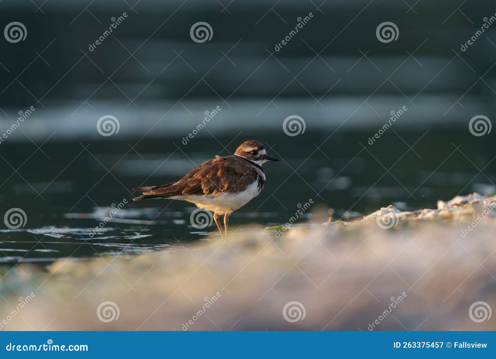 Killdeer Resting at Seaside Stock Image - Image of birdwatching, look ...