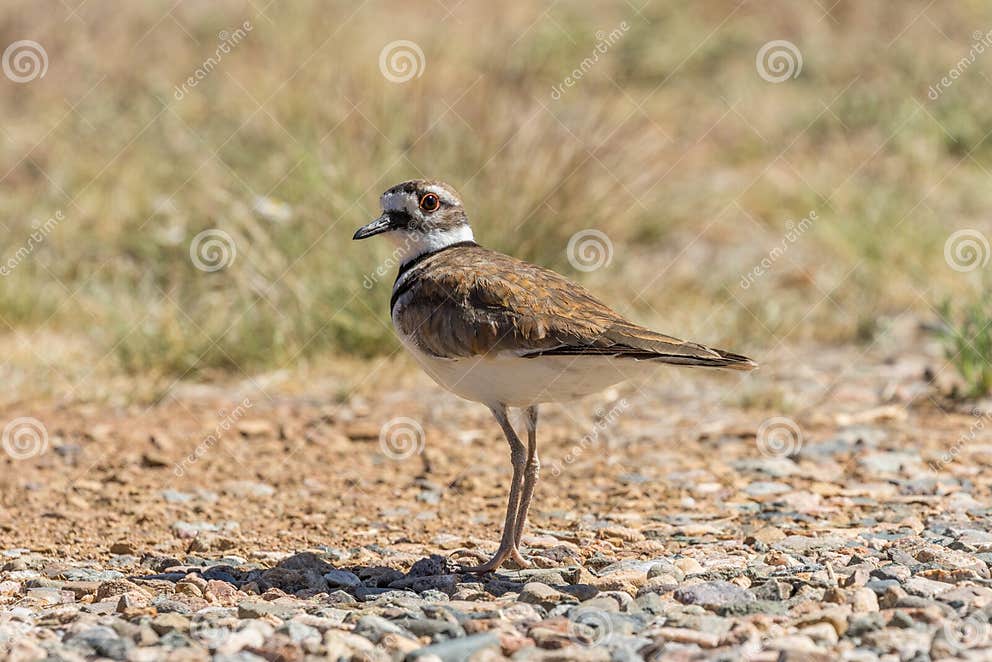 Killdeer Standing in Field stock image. Image of animal - 110296353