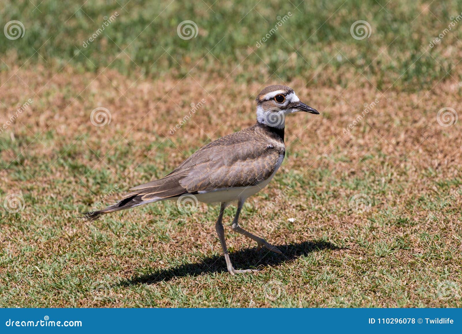 Killdeer Standing in Grass stock photo. Image of outdoors - 110296078