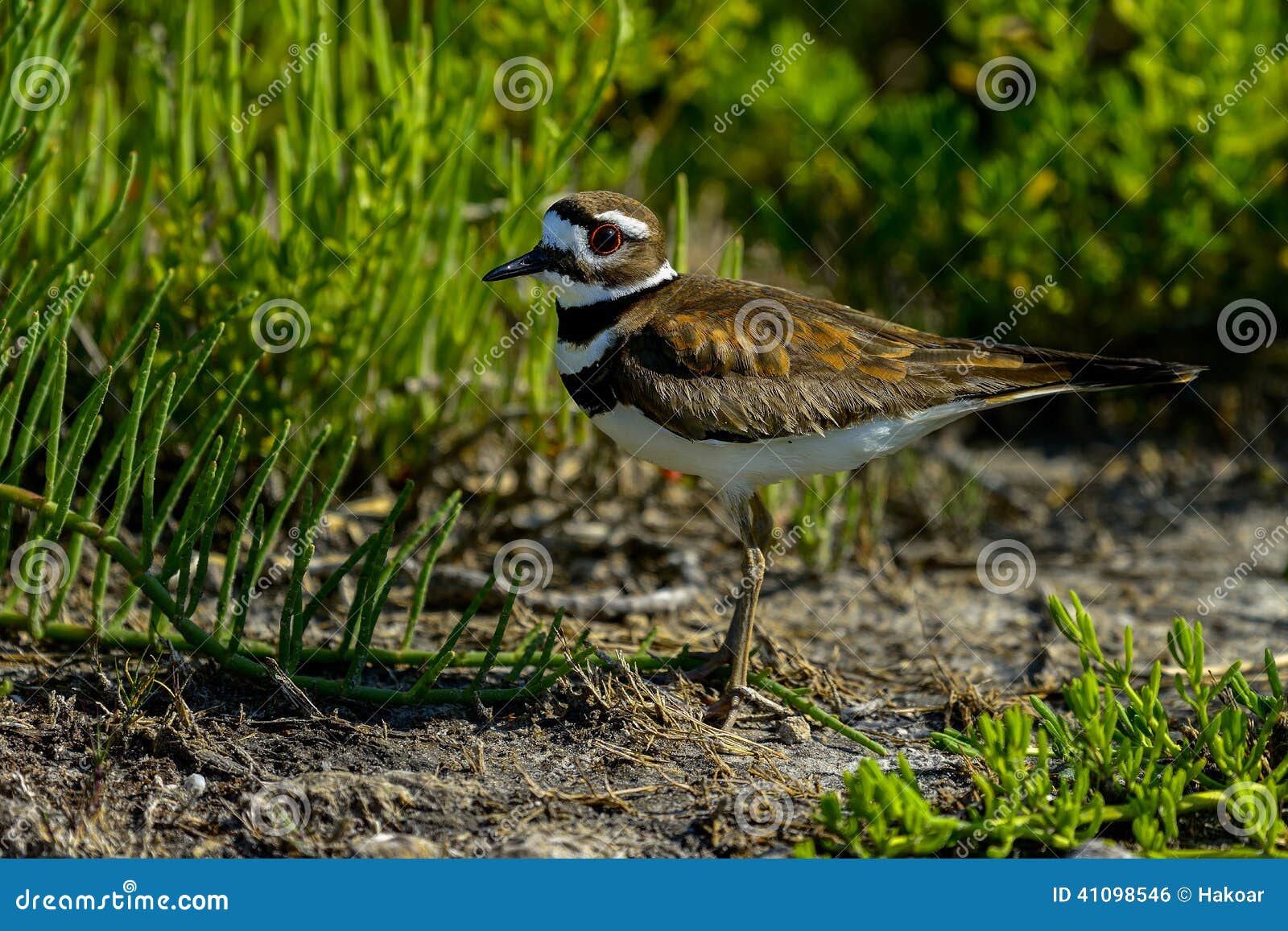 Killdeer stock photo. Image of nature, florida, tail - 41098546