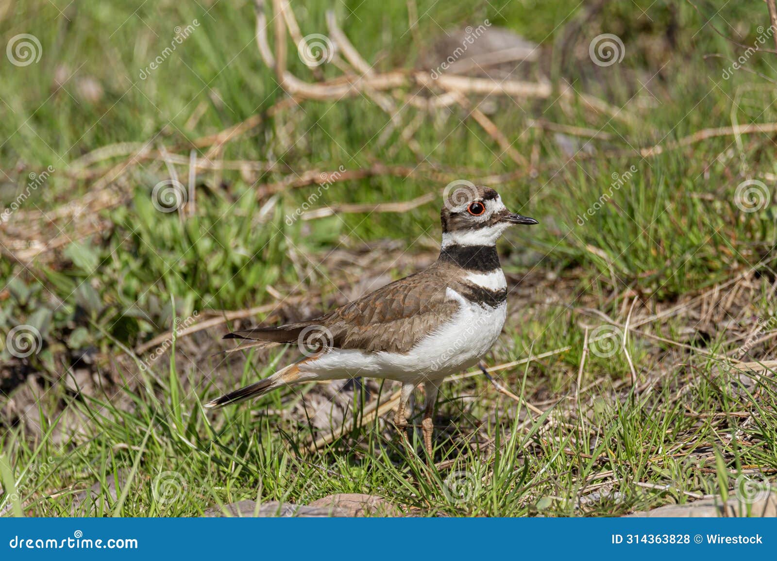 Killdeer Standing On A Garden Rock In Soft Setting Stock Photo ...
