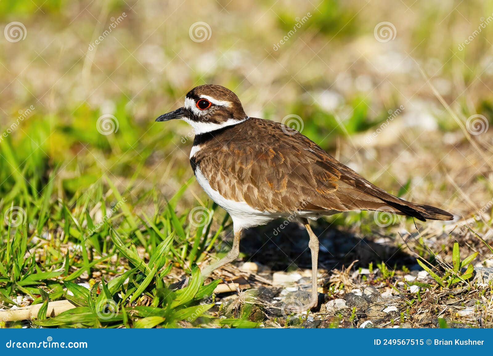 A Killdeer Walking in the Grass Stock Image - Image of avian, vociferus ...