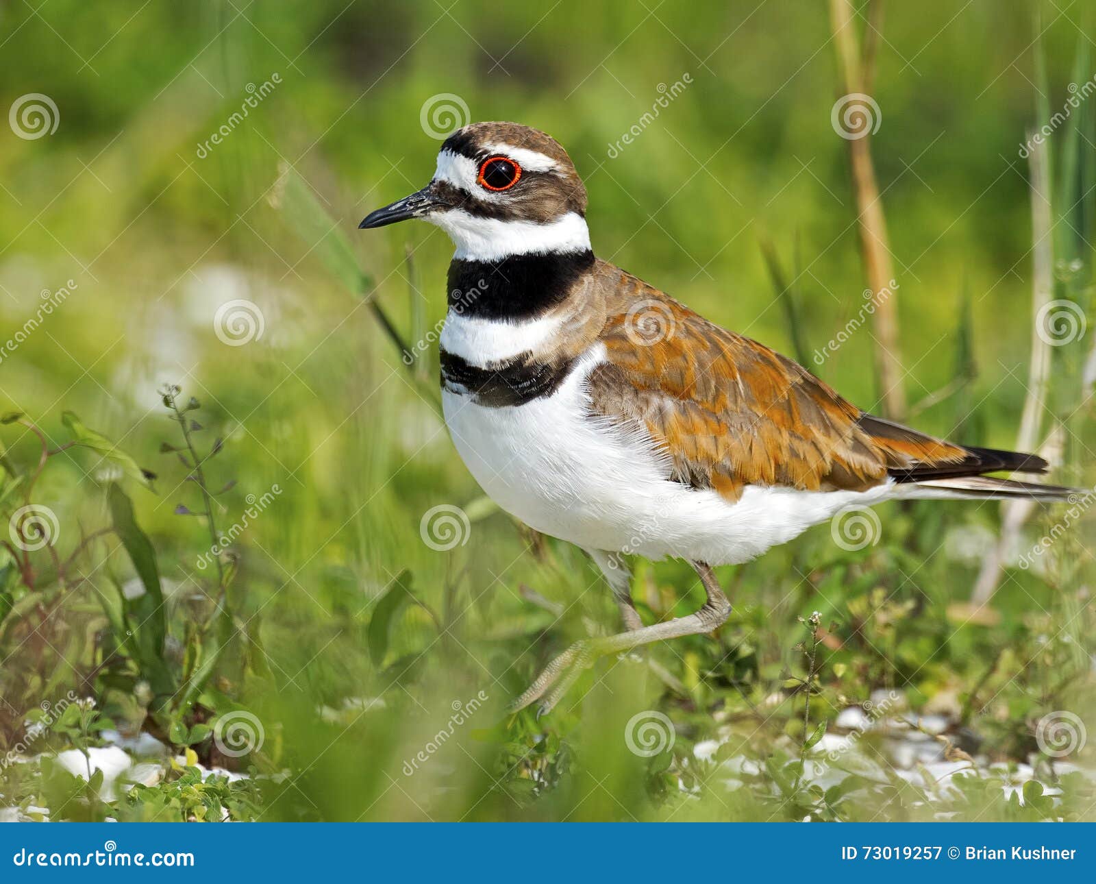 Killdeer stock image. Image of road, avian, walking, bird - 73019257