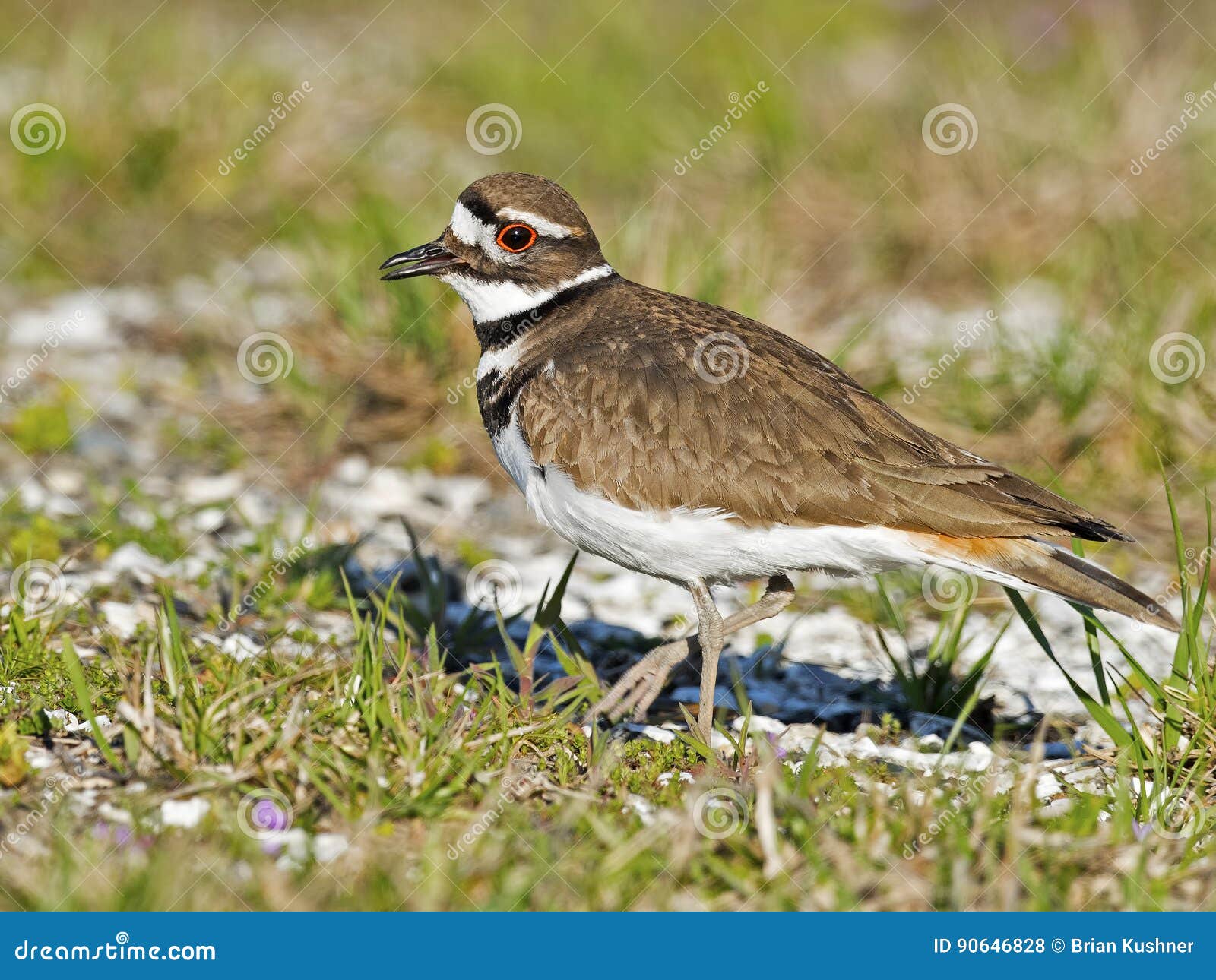 Killdeer stock photo. Image of kill, avian, deer, feeding - 90646828
