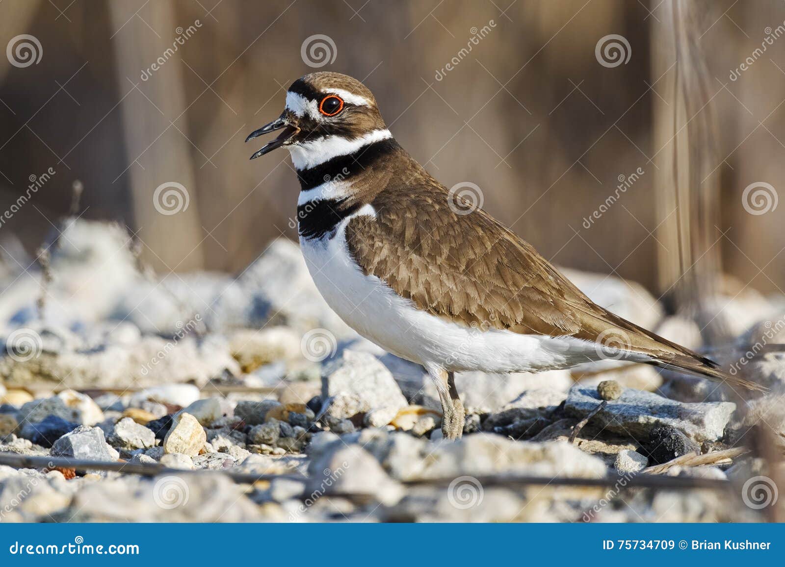 Killdeer stock image. Image of charadrius, nature, marsh - 75734709