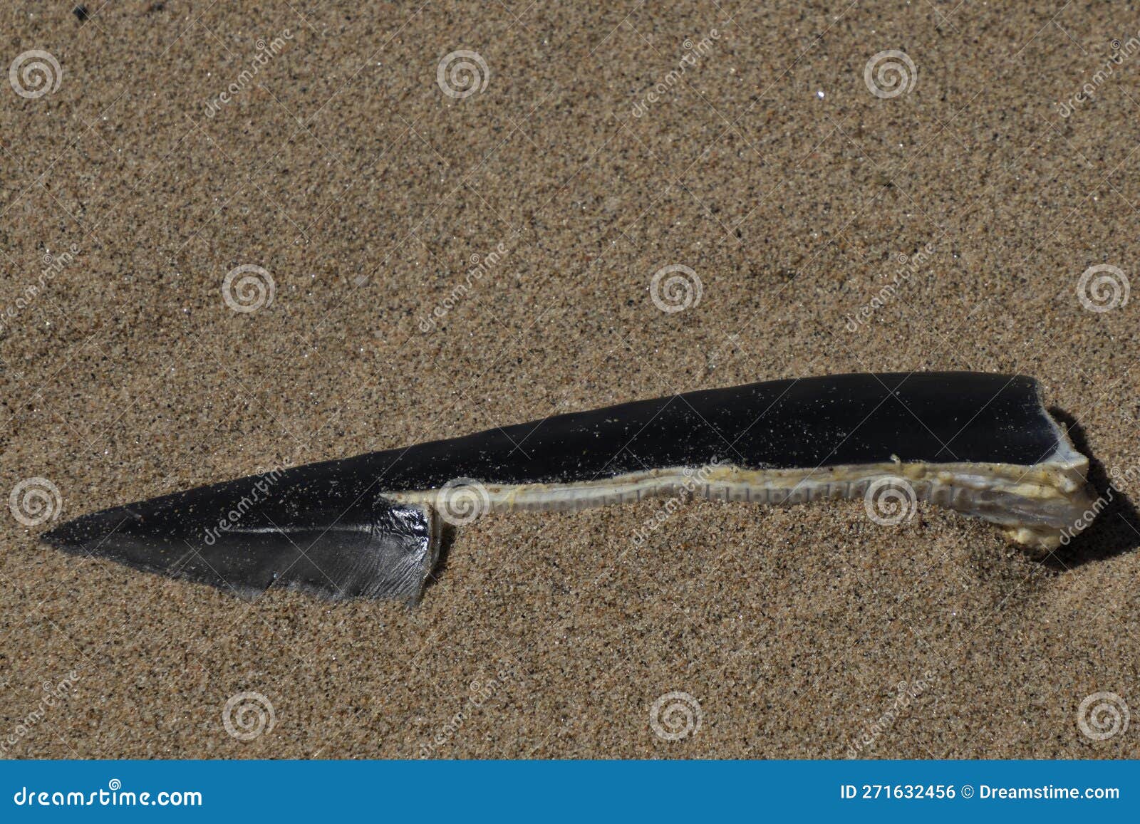 Killed and Fin Cutted Shark on the Beach Stock Photo - Image of ocean ...