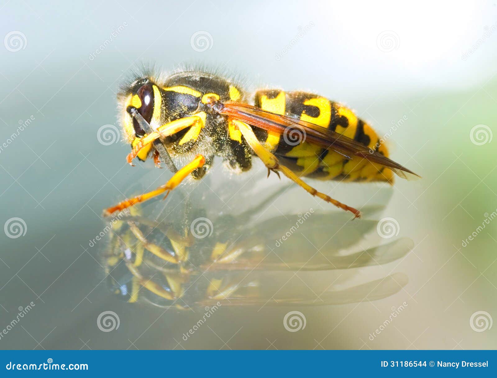 Killer bee stock photo. Image of creature, foot, bizarre - 31186544