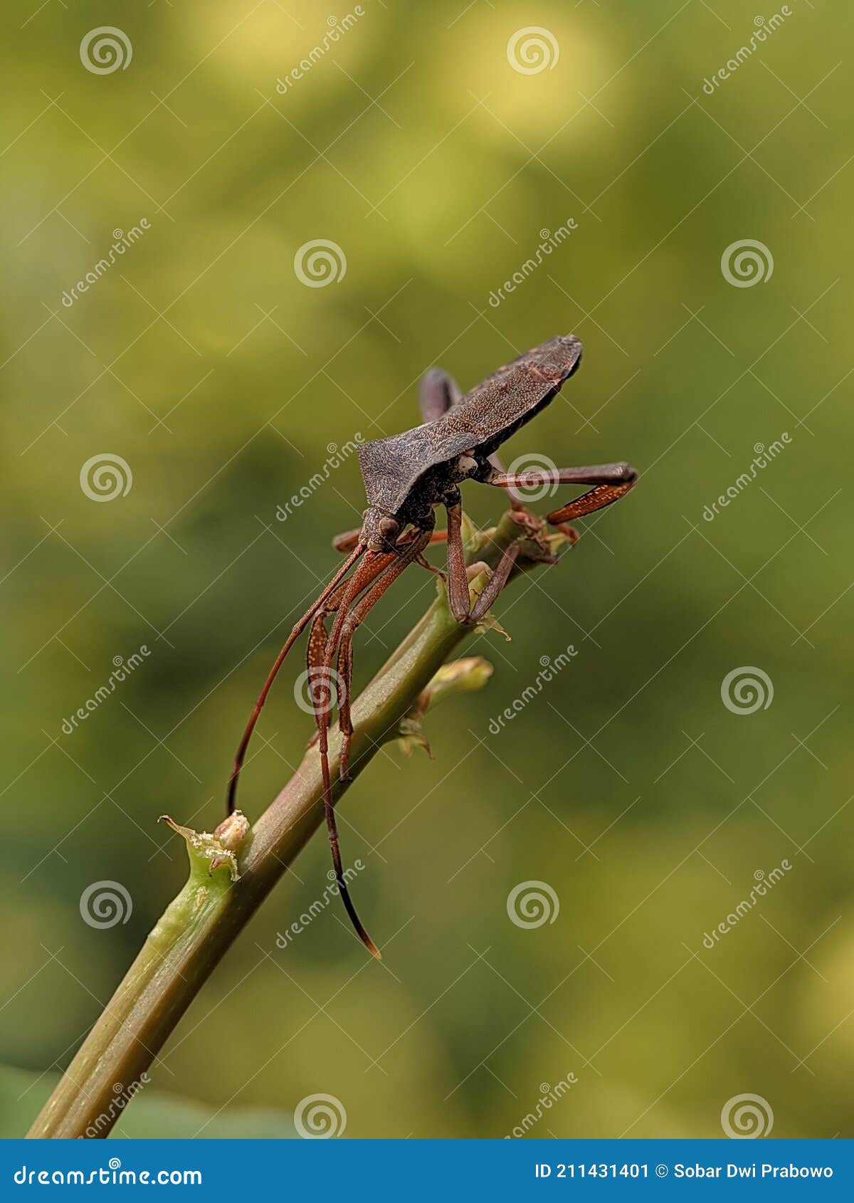 Killer Bug on a Branch stock image. Image of insect - 211431401