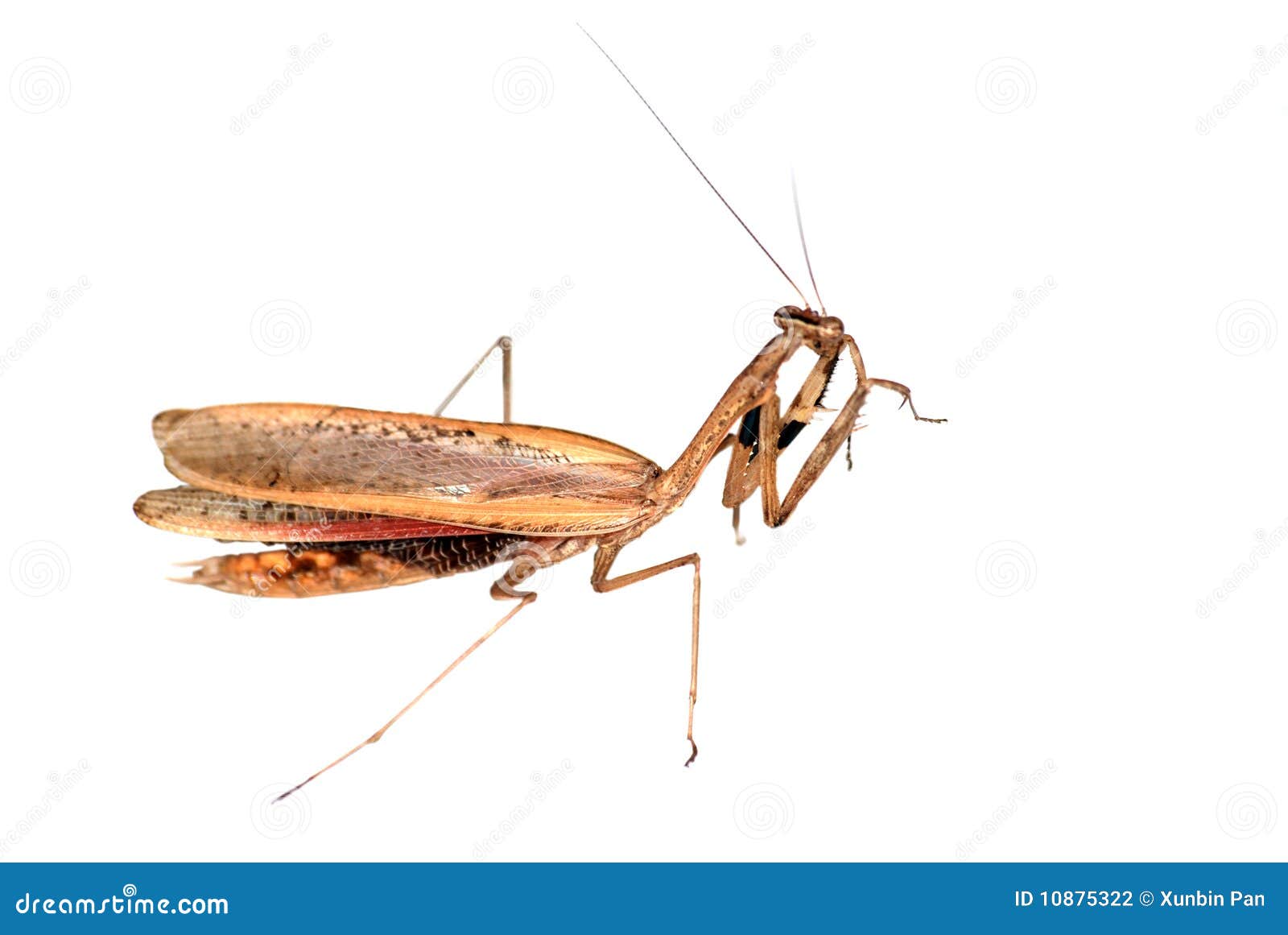 Killer bug mantis stock photo. Image of closeup, fear - 10875322