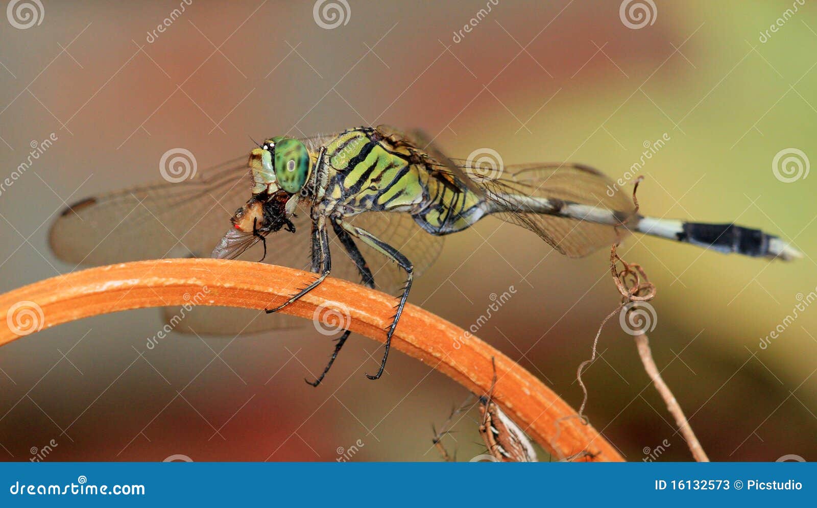 Killer dragonfly stock image. Image of park, legs, wild - 16132573