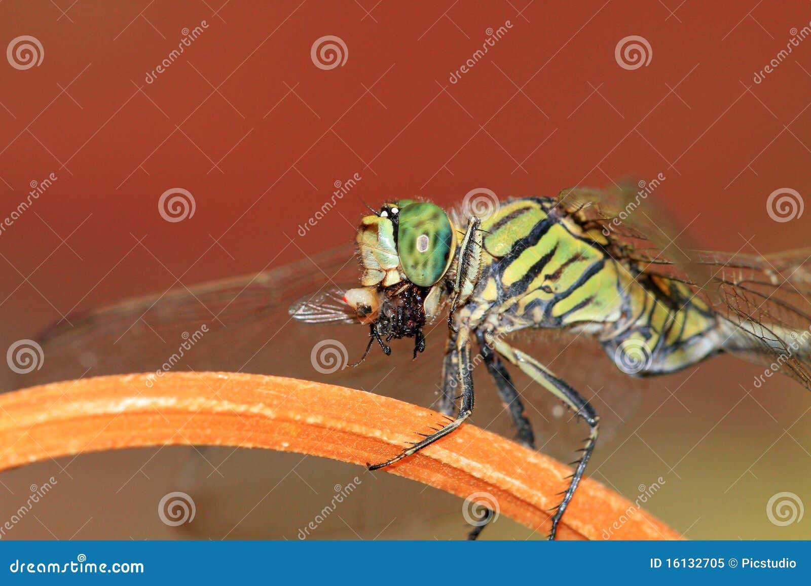 Killer dragonfly stock image. Image of plant, park, close - 16132705
