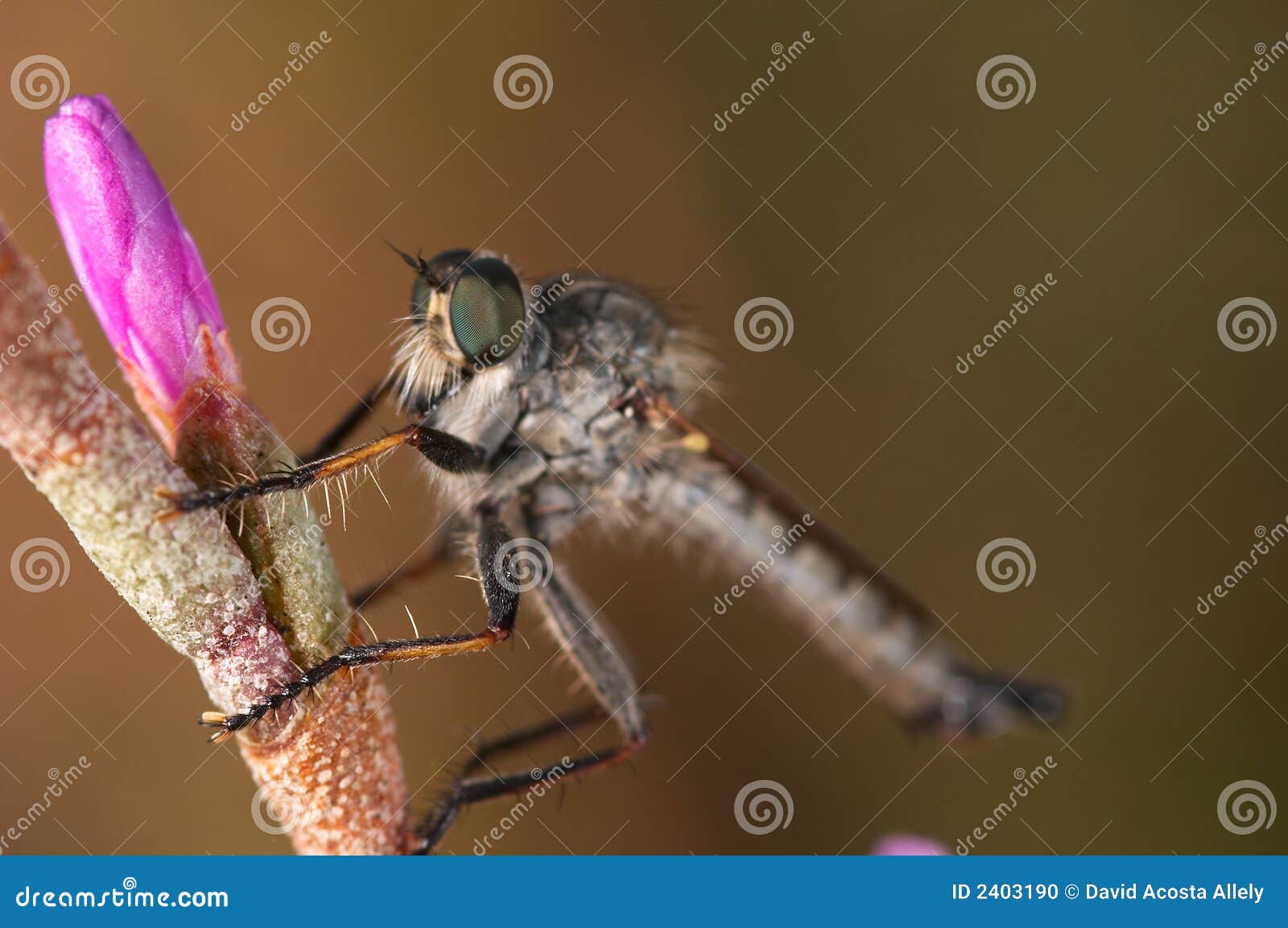 Killer Fly (Lapria flava) stock photo. Image of flyer - 2403190