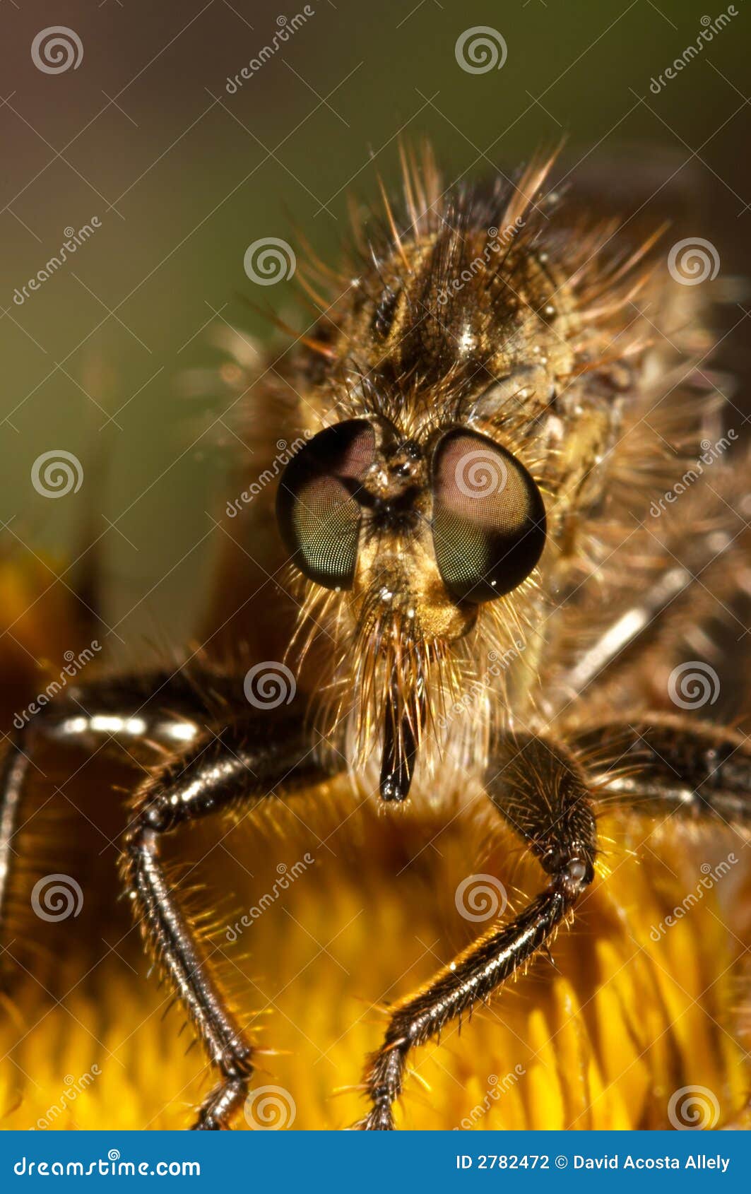 Killer Fly (Lapria flava) stock photo. Image of closeup - 2782472