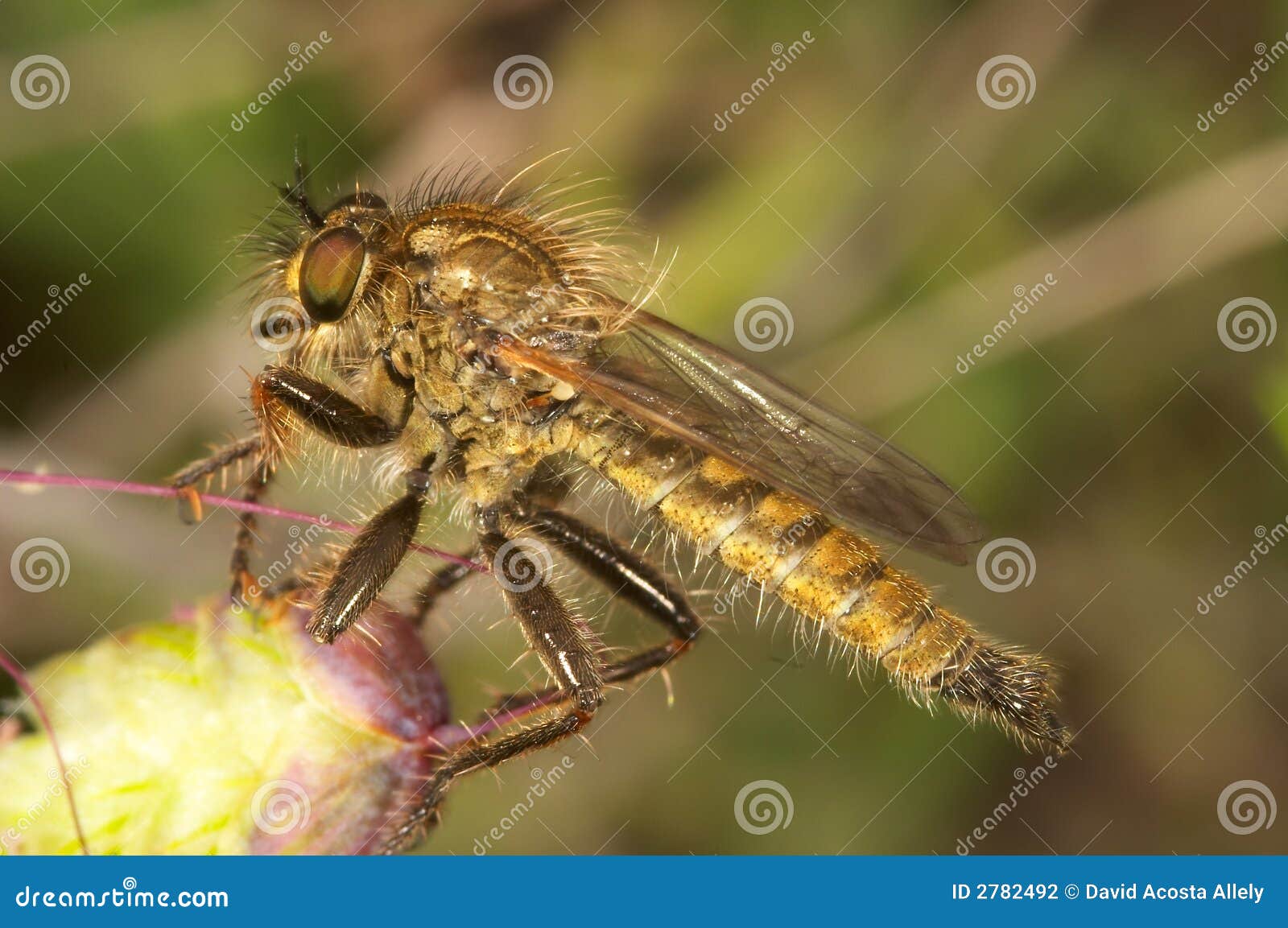 Killer Fly (Lapria flava) stock photo. Image of small - 2782492