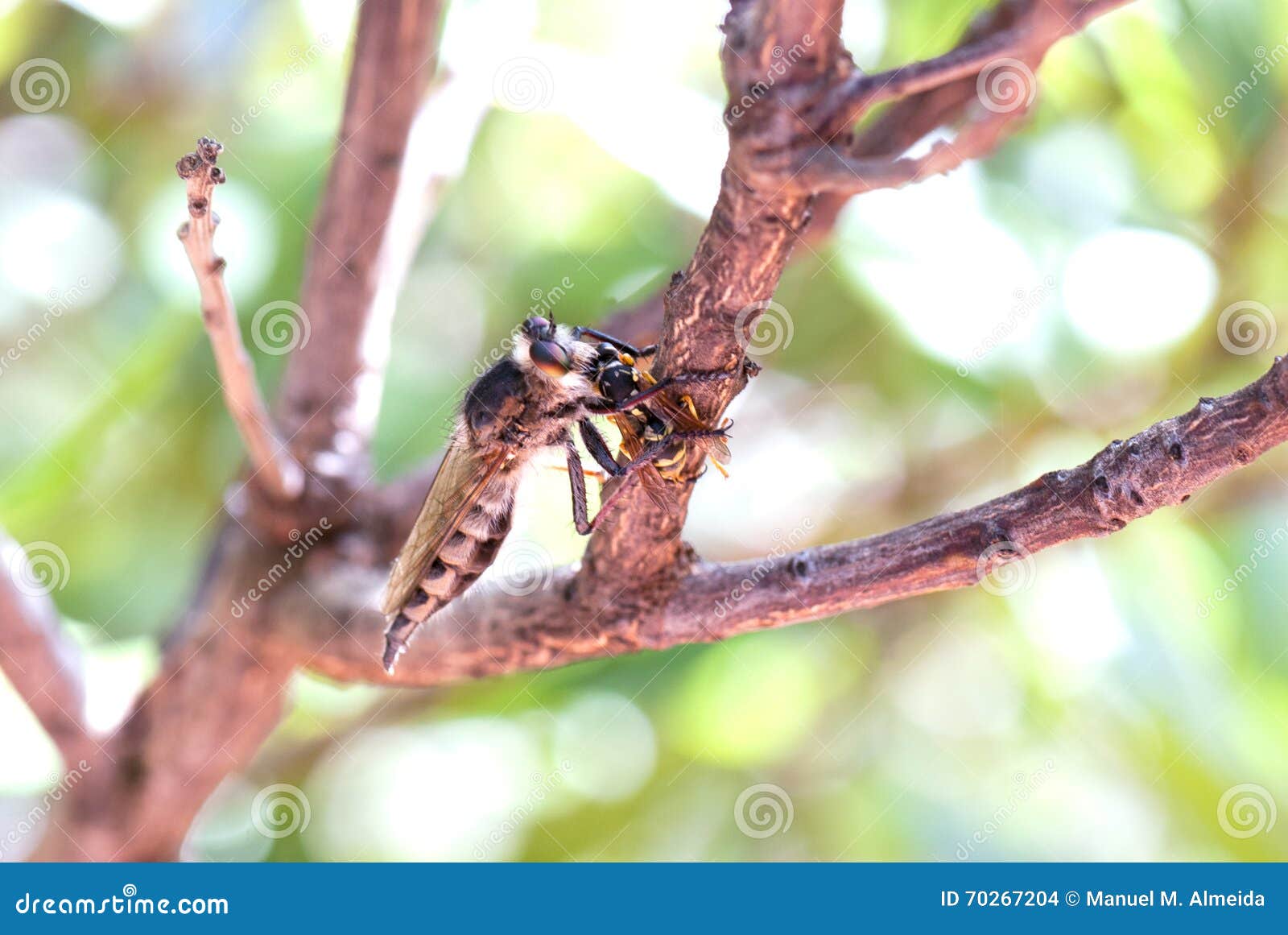 Killer fly (robber fly) stock photo. Image of micro, islands - 70267204