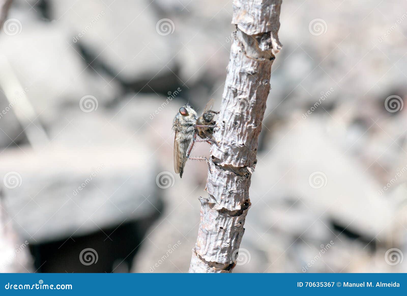 Killer fly (robber fly) stock image. Image of nature - 70635367