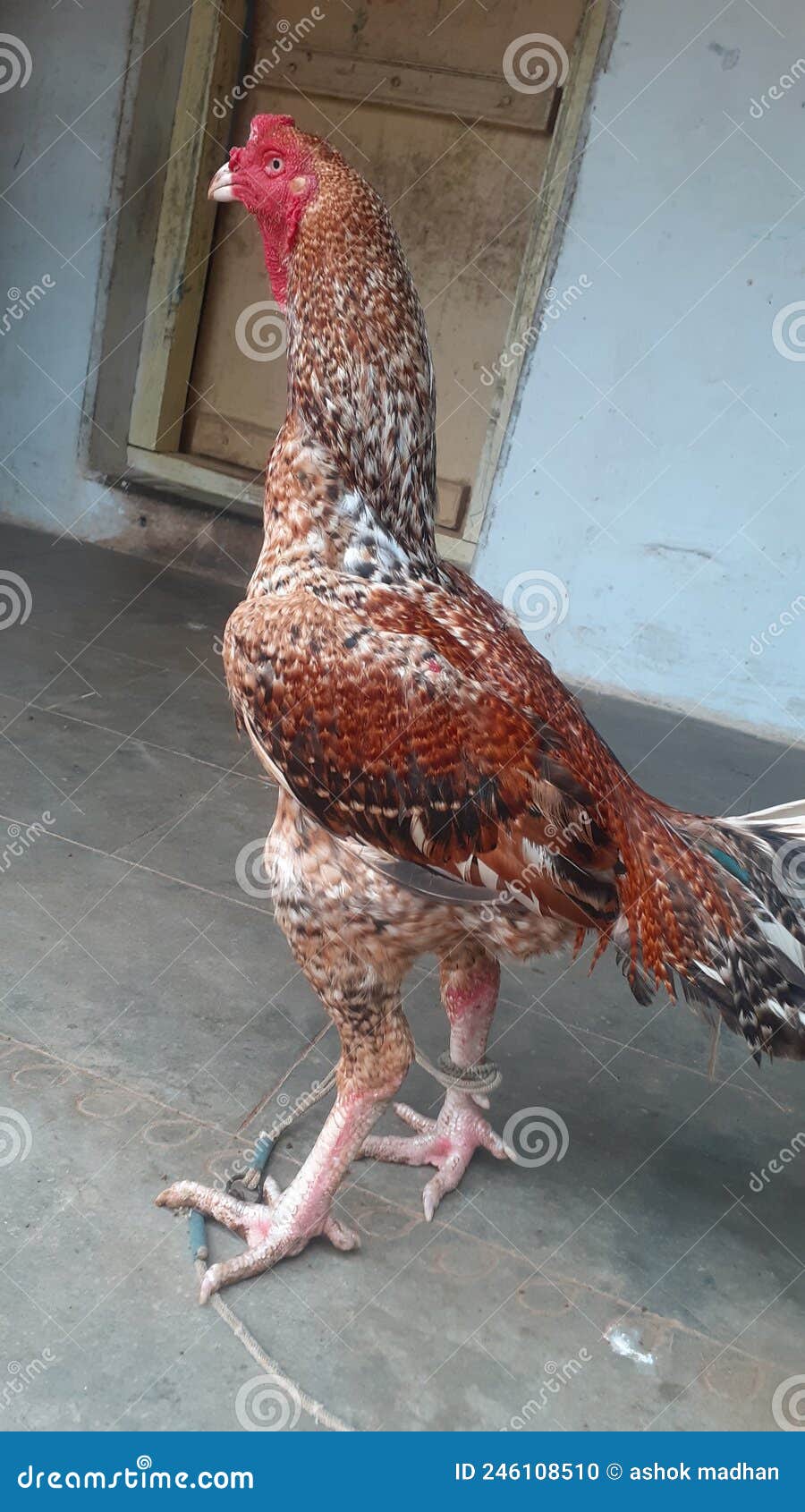 A Killer Indian Rooster ðŸ “ Keeri Stock Photo - Image of quail, beak ...