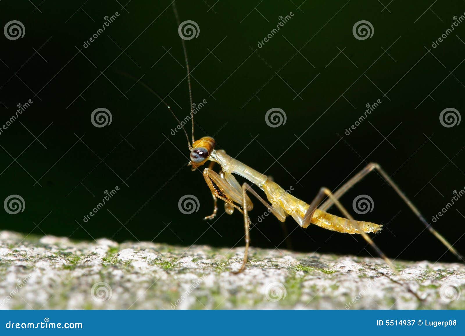 Insects Royalty-Free Stock Photography | CartoonDealer.com #18182405