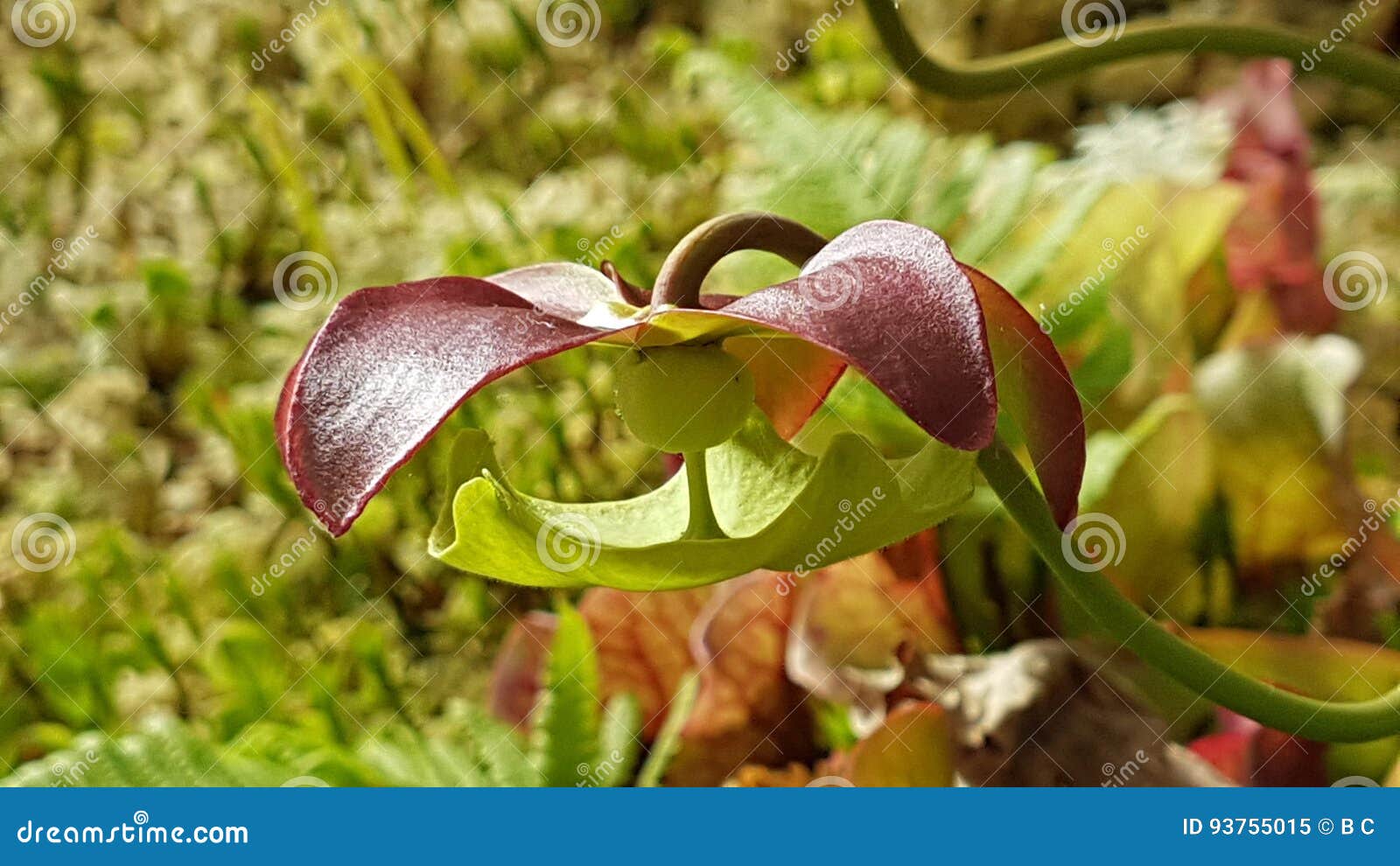 Killer plant stock image. Image of plant, killer, wide - 93755015