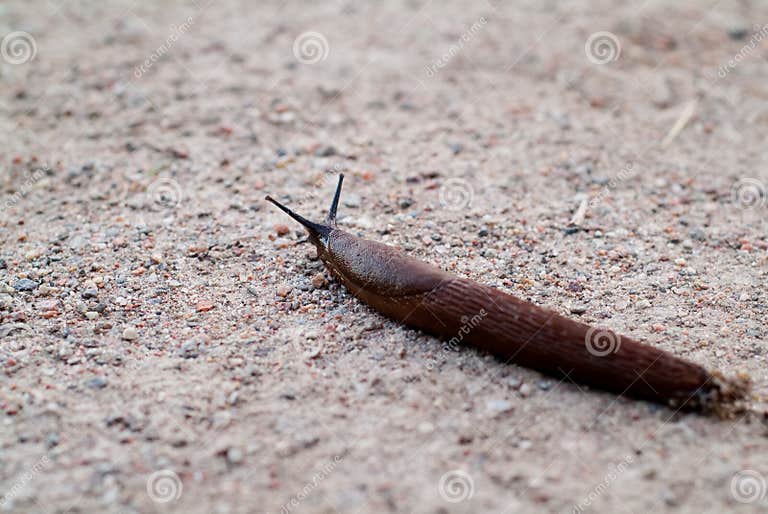 Killer slug stock photo. Image of invasive, vulgaris - 26003298
