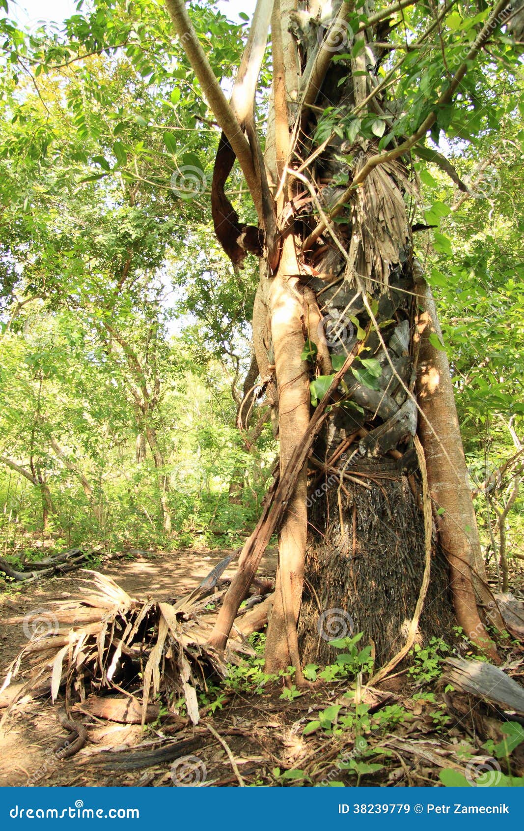 Killer tree stock image. Image of kill, trees, growing - 38239779