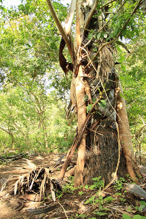 Killer tree stock image. Image of kill, trees, growing - 38239779