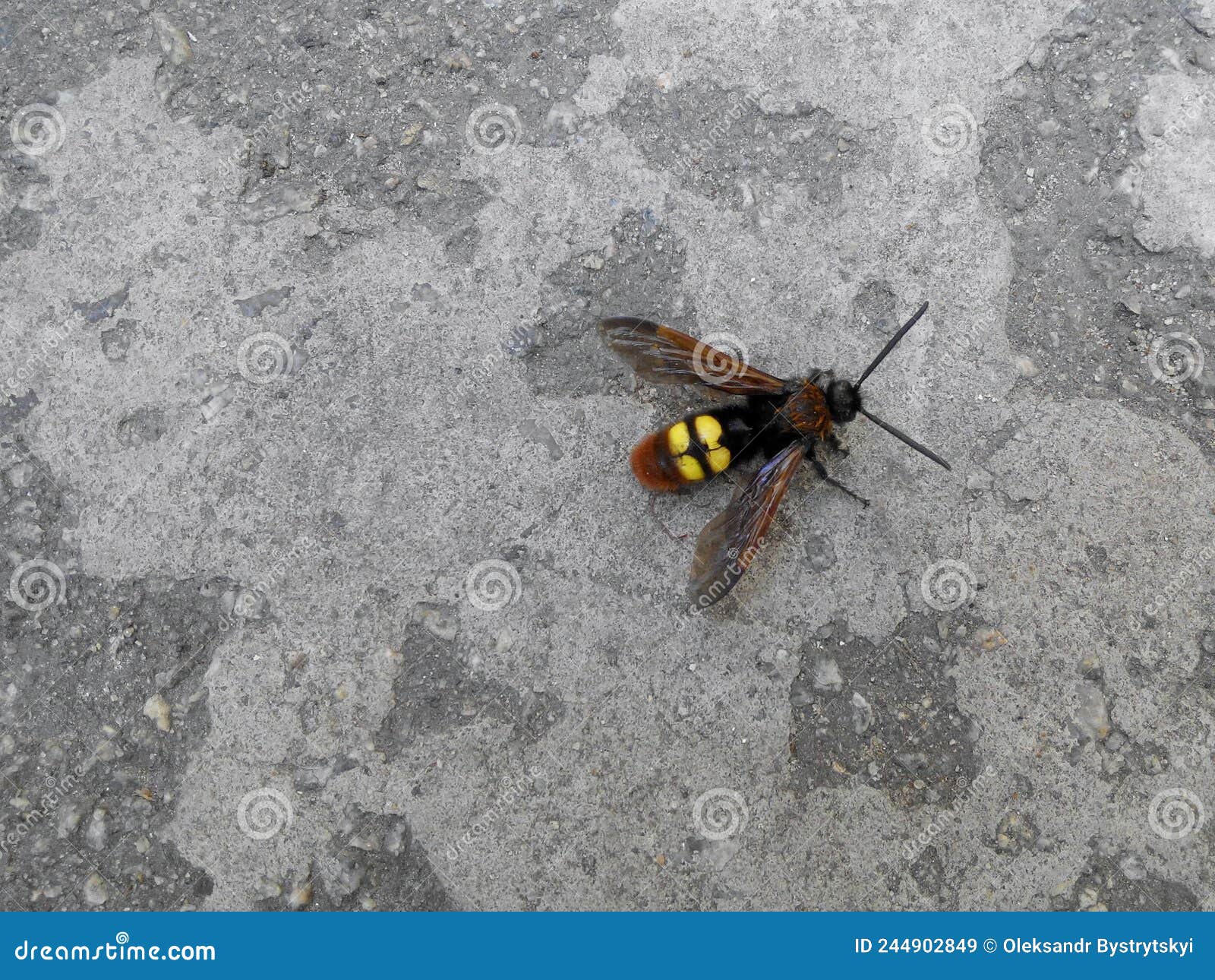 Cow Killer Wasp (Red Velvet Ant) Royalty-Free Stock Photography ...