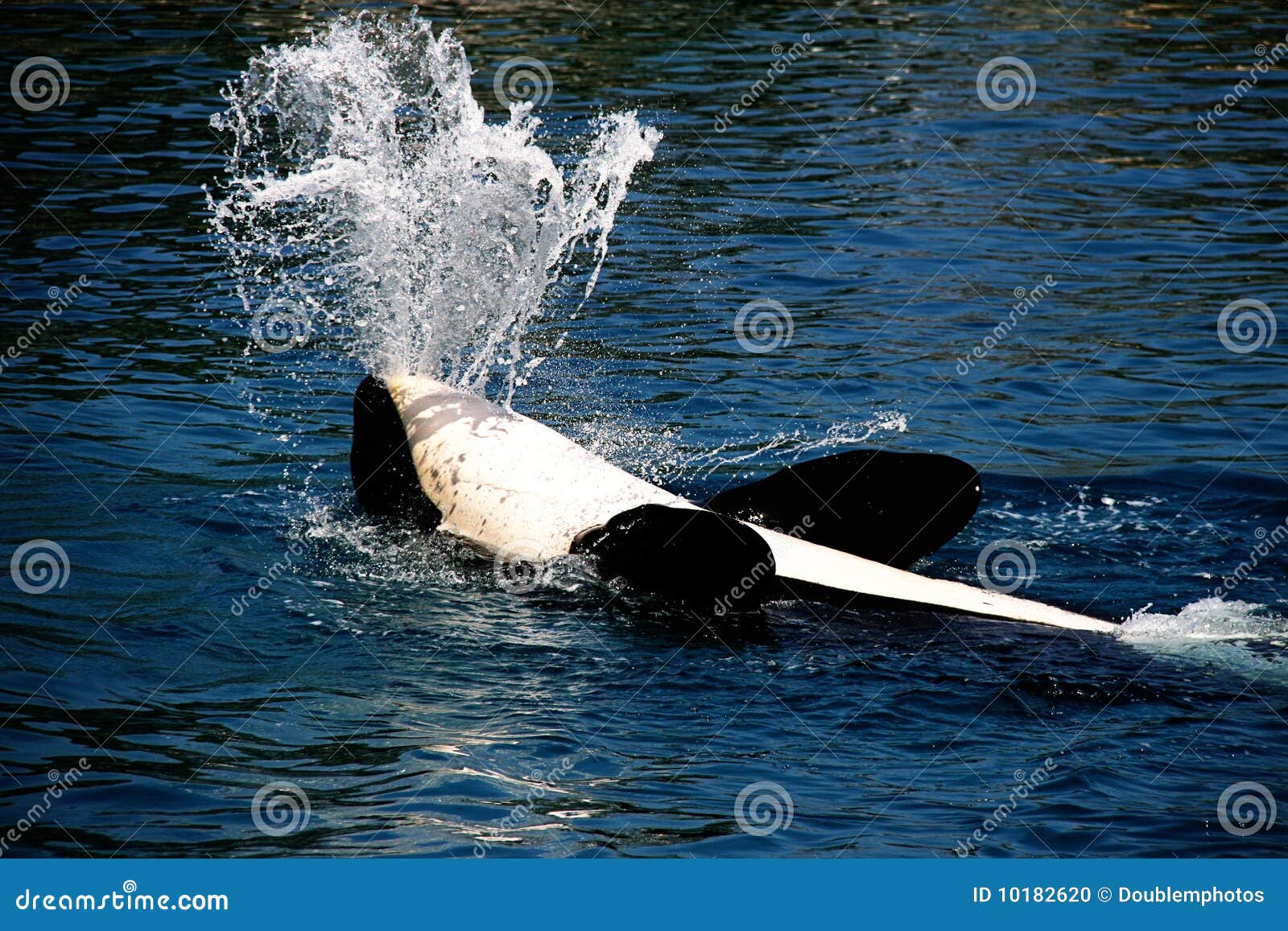 Killer whale stock photo. Image of killer, show, dangerous - 10182620