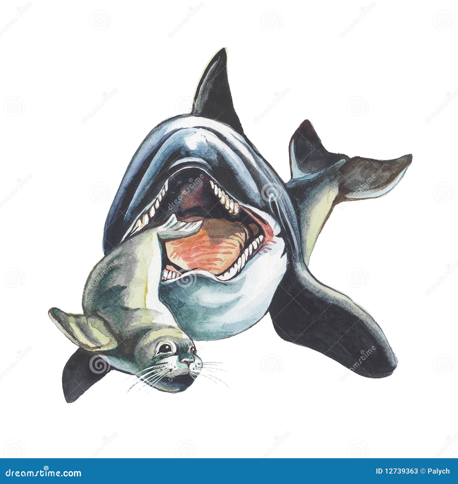 Killer whale stock illustration. Illustration of mammal - 12739363