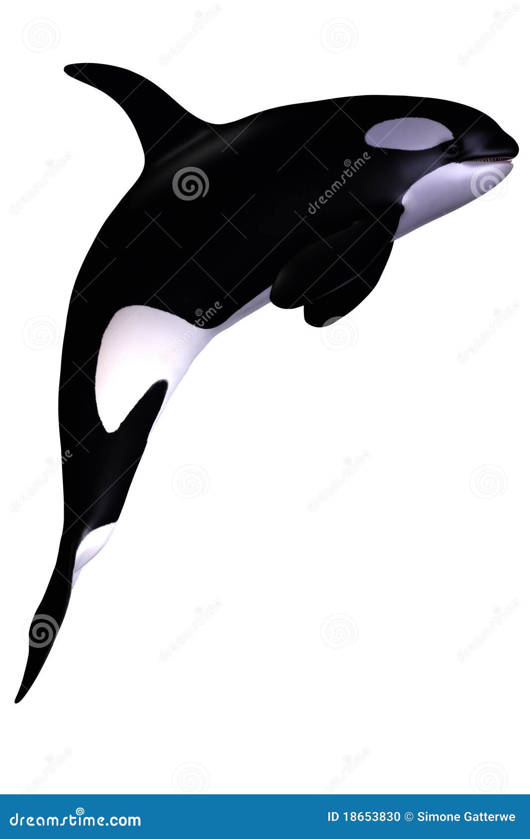 Killer whale stock illustration. Illustration of tail - 18653830