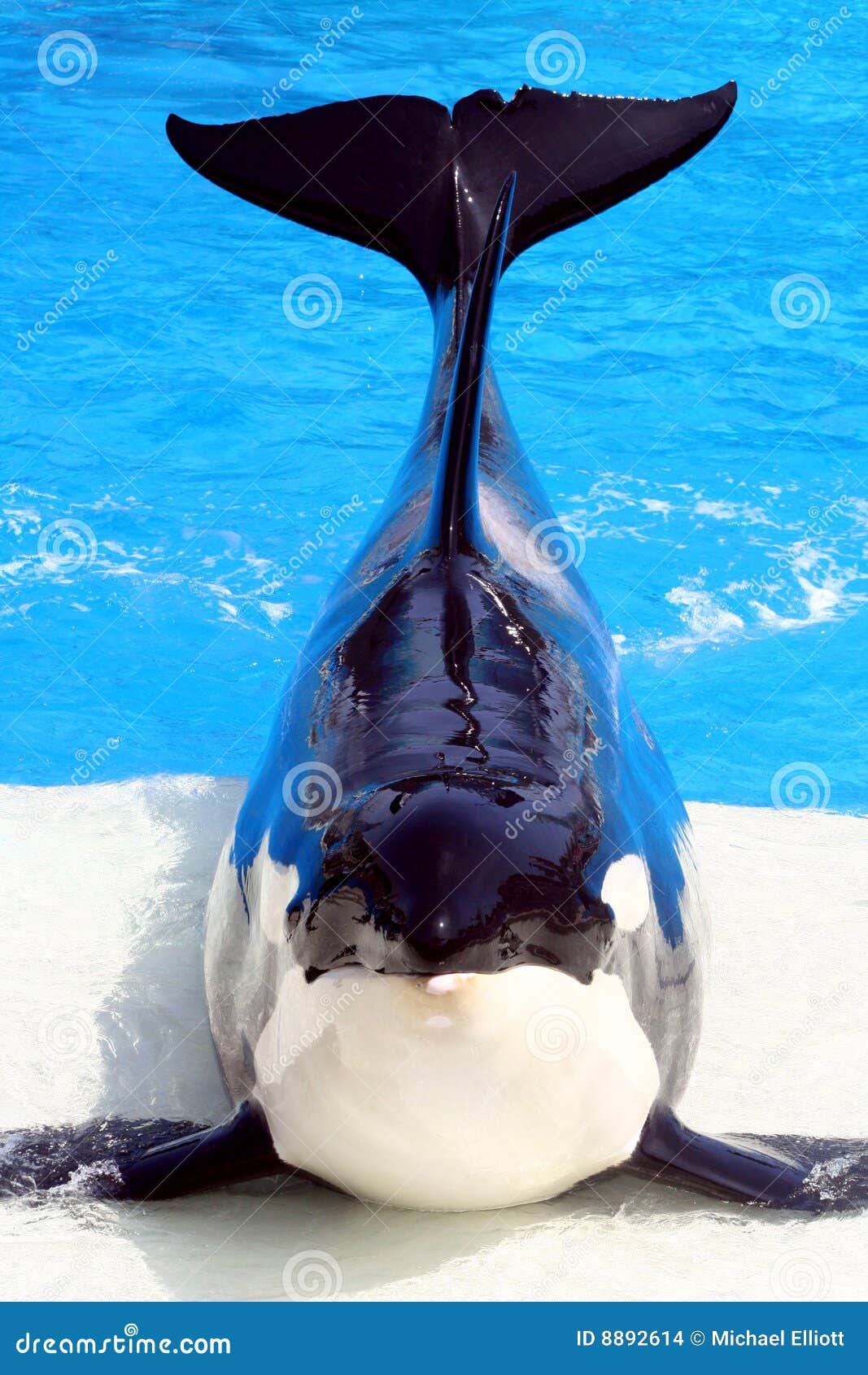 White Killer Whale In Captivity