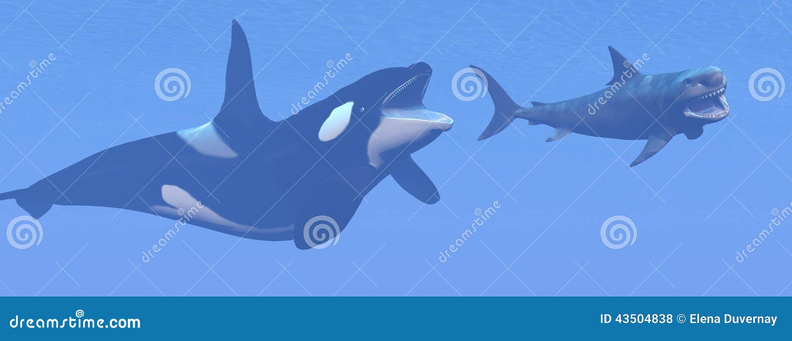 Killer Whale Attacking Small Megalodon Shark - 3D Stock Illustration ...