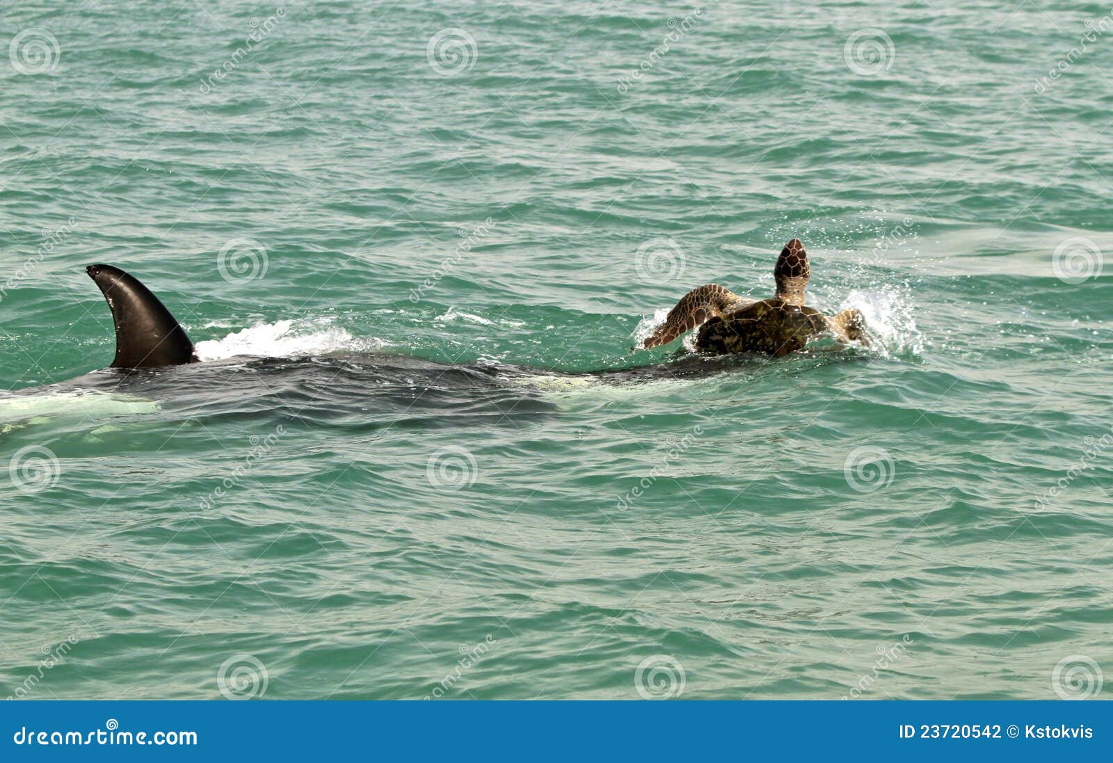 Killer Whale Attacks Giant Turtle Stock Photo - Image of maritime ...