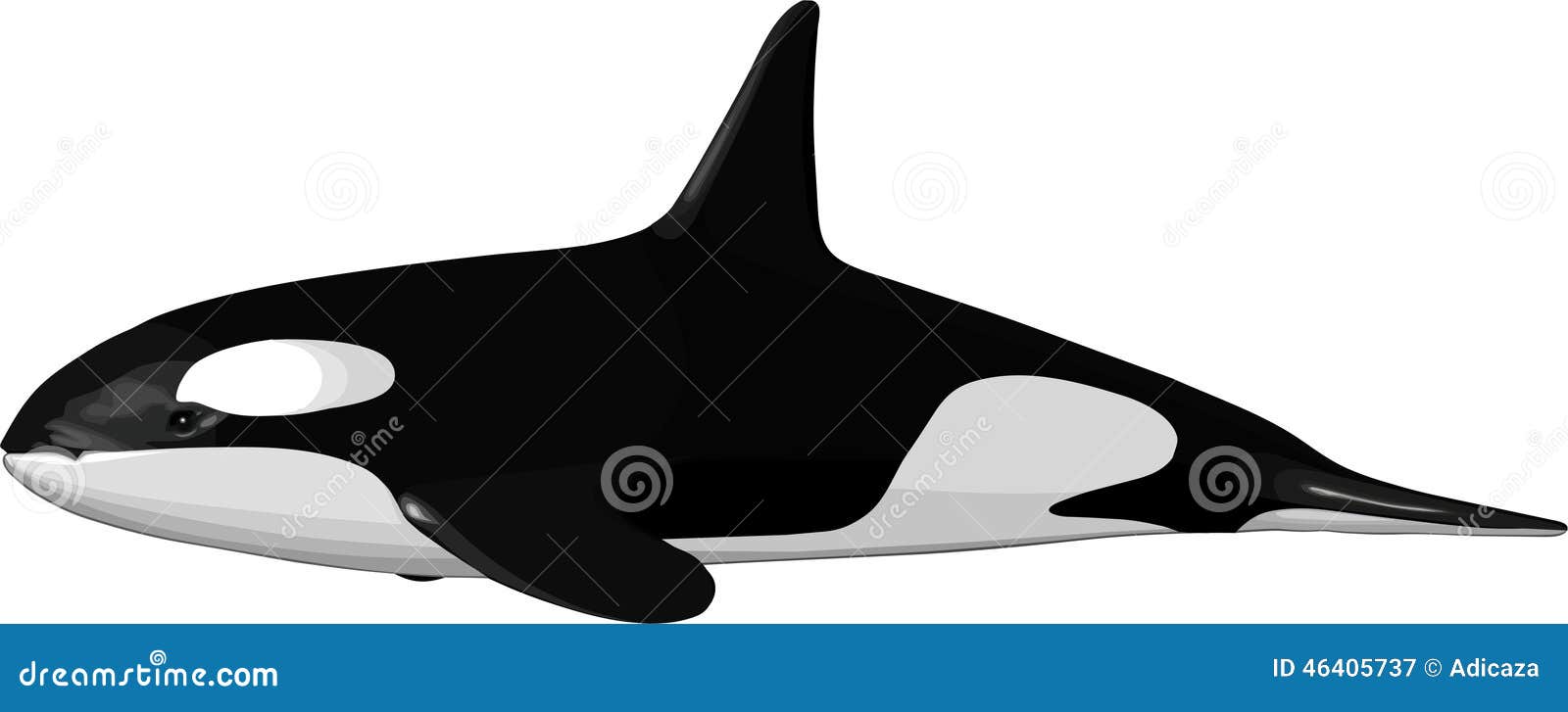 Killer whale stock vector. Illustration of wildlife, beak - 46405737