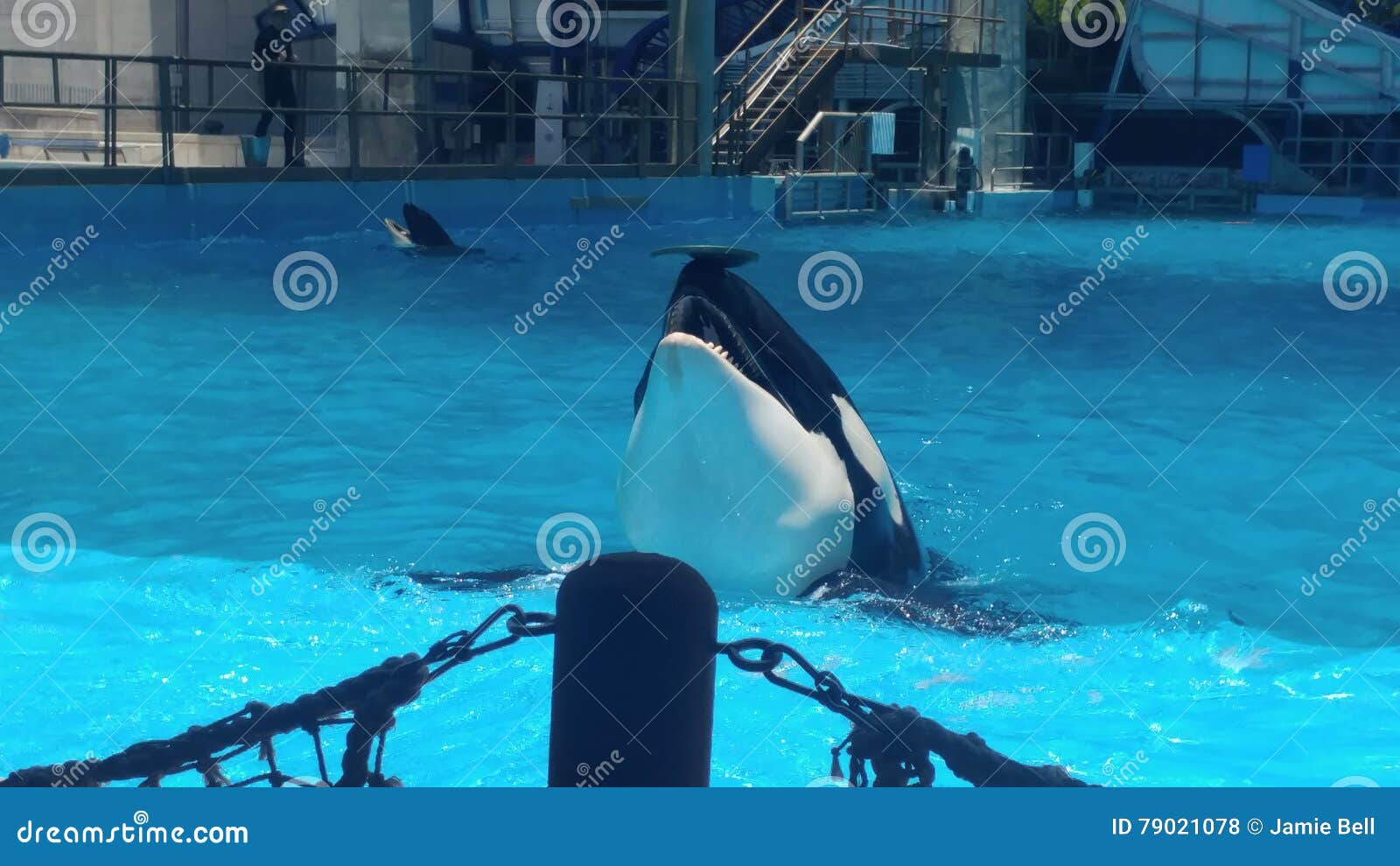 Killer a Whale Balancing Disc on Nose Editorial Stock Photo - Image of ...
