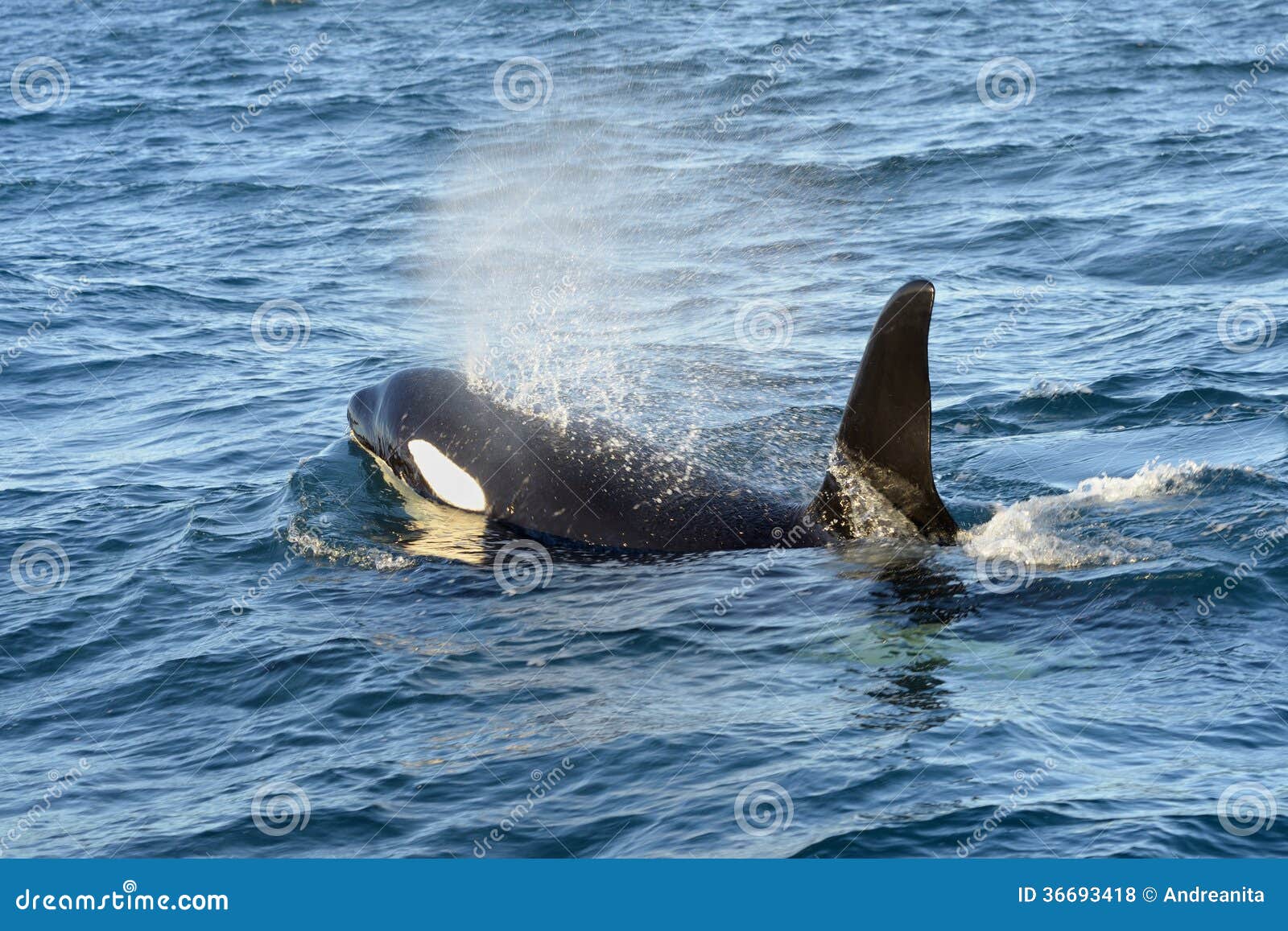 Killer Whale stock photo. Image of blowhole, ocean, mammal - 36693418