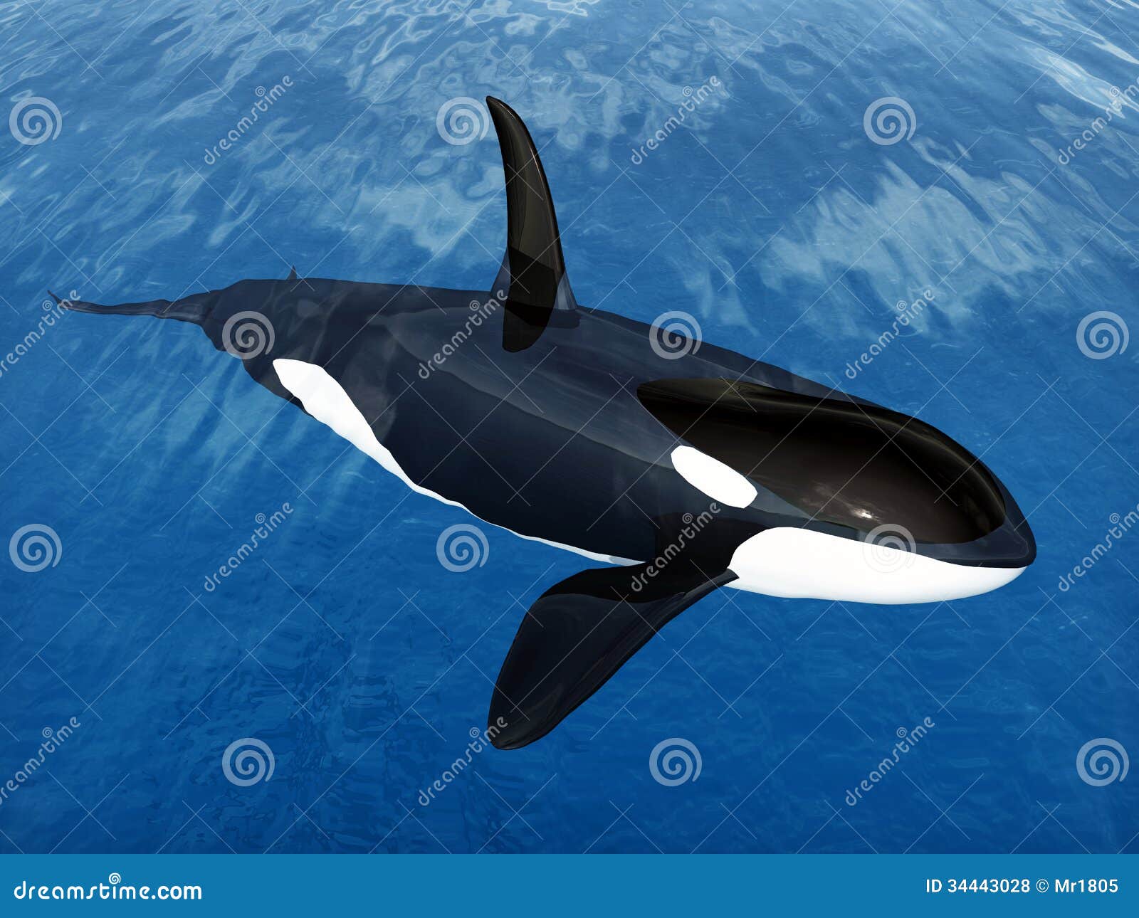 Killer Whale stock illustration. Illustration of mammal - 34443028