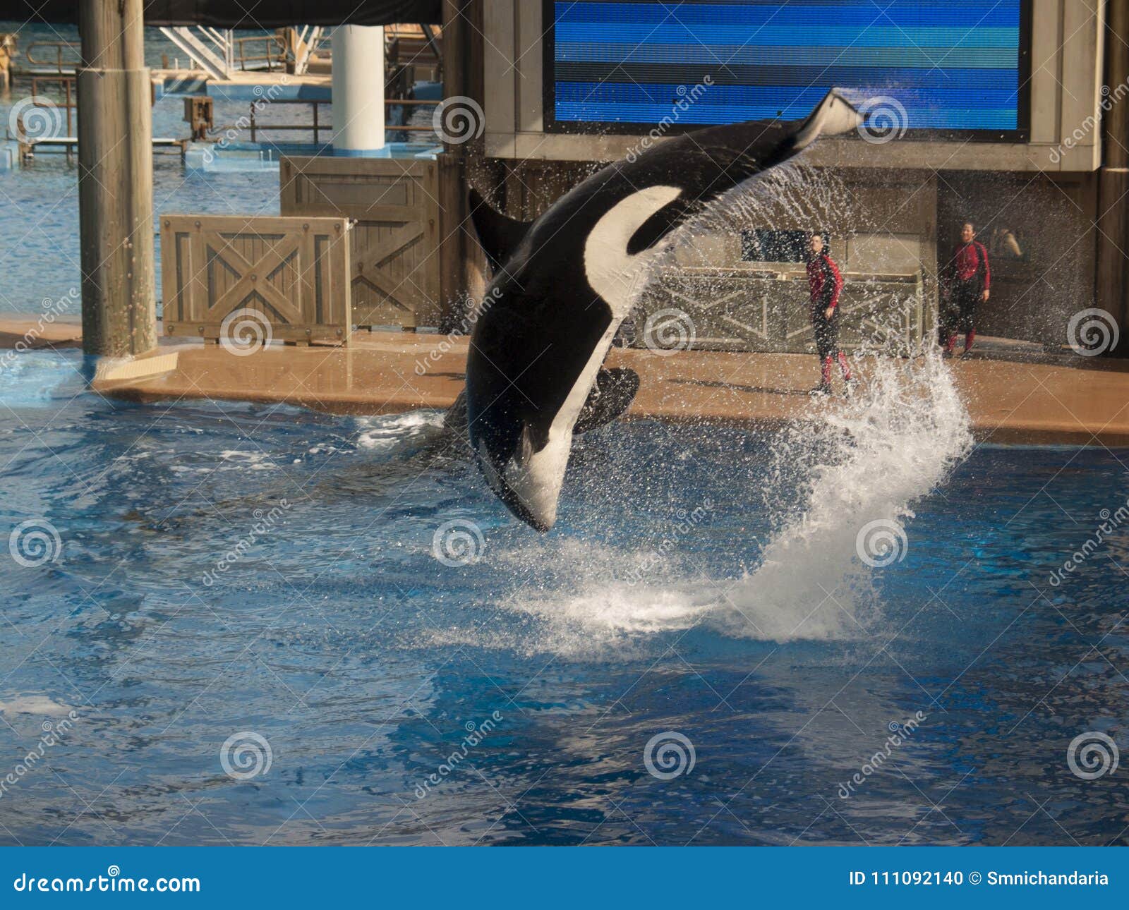 Killer Whale Flip at Seaworld, Orlando Editorial Image - Image of ...