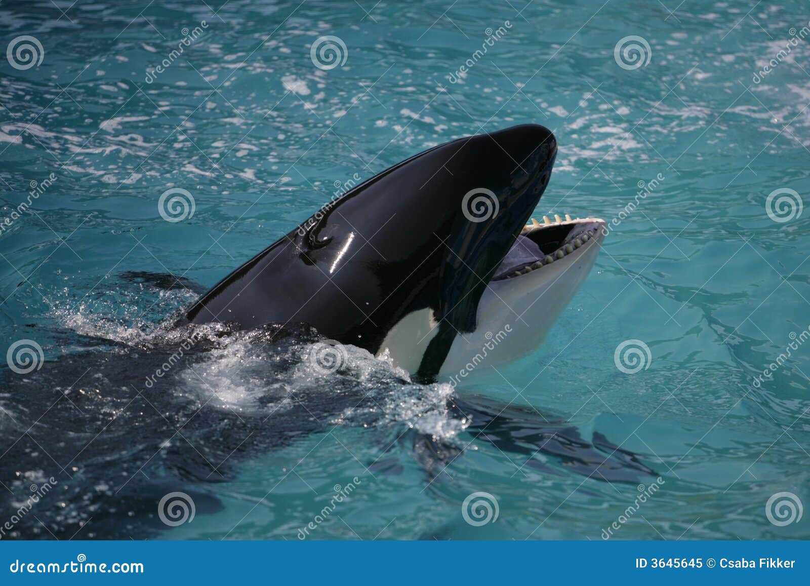 Killer Whale Having Fun in the Ocean Stock Image - Image of killer ...