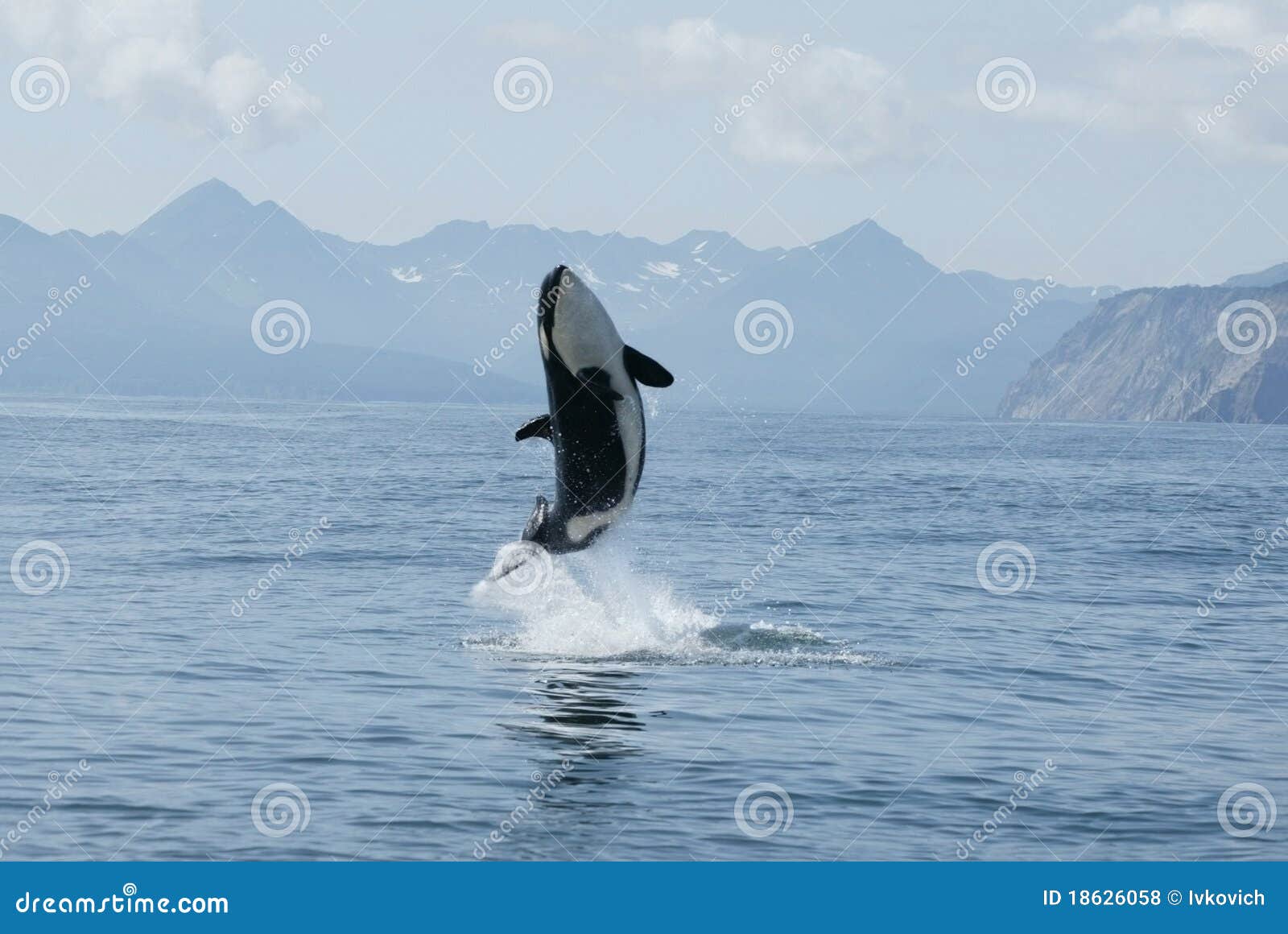 Killer whale high jump stock photo. Image of splashing - 18626058
