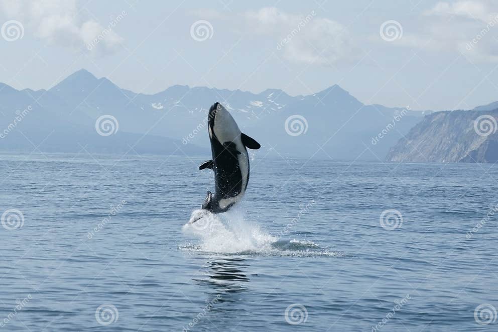 Killer whale high jump stock photo. Image of splashing - 18626058