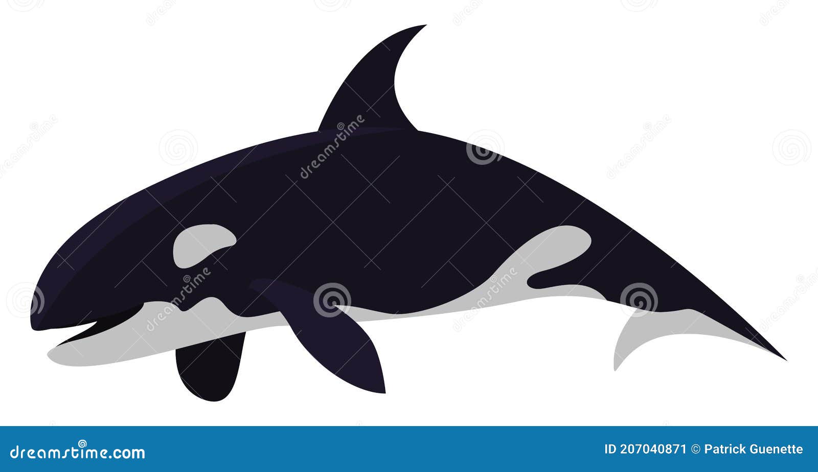 Killer Whale, Illustration, Vector Stock Vector - Illustration of logo ...