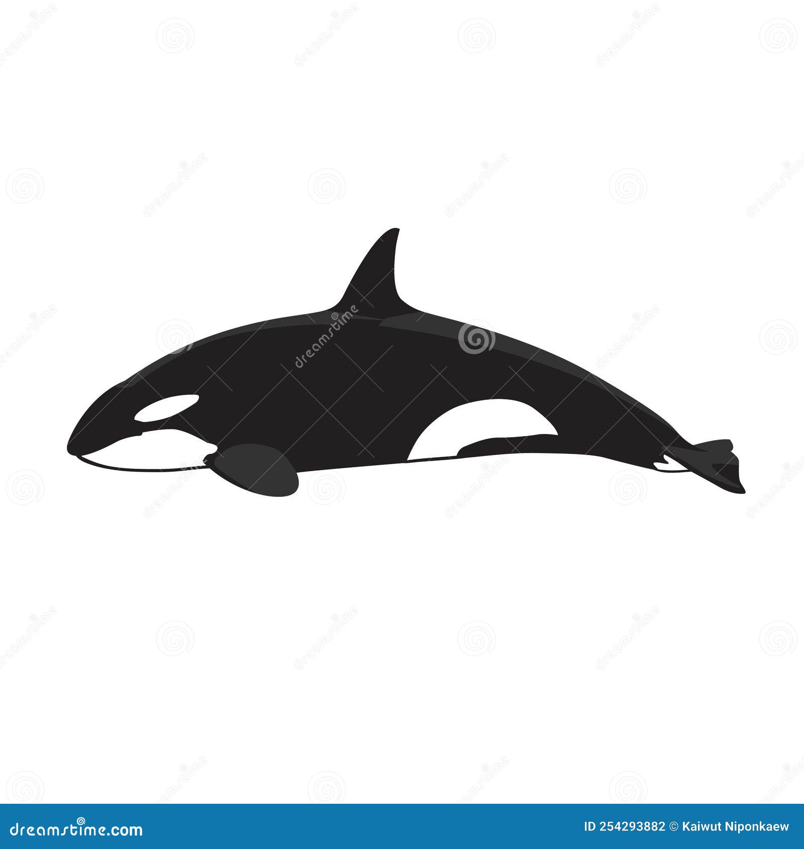Killer whale illustration stock vector. Illustration of silhouette ...