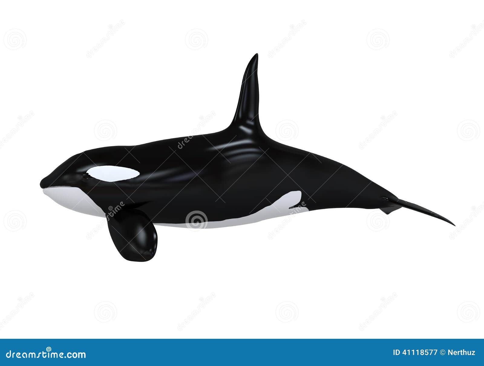 Killer Whale Side View