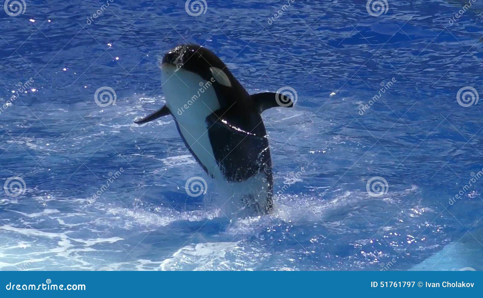 Killer Whale Jump Slow Motion Stock Video - Video of wildlife, ocean ...
